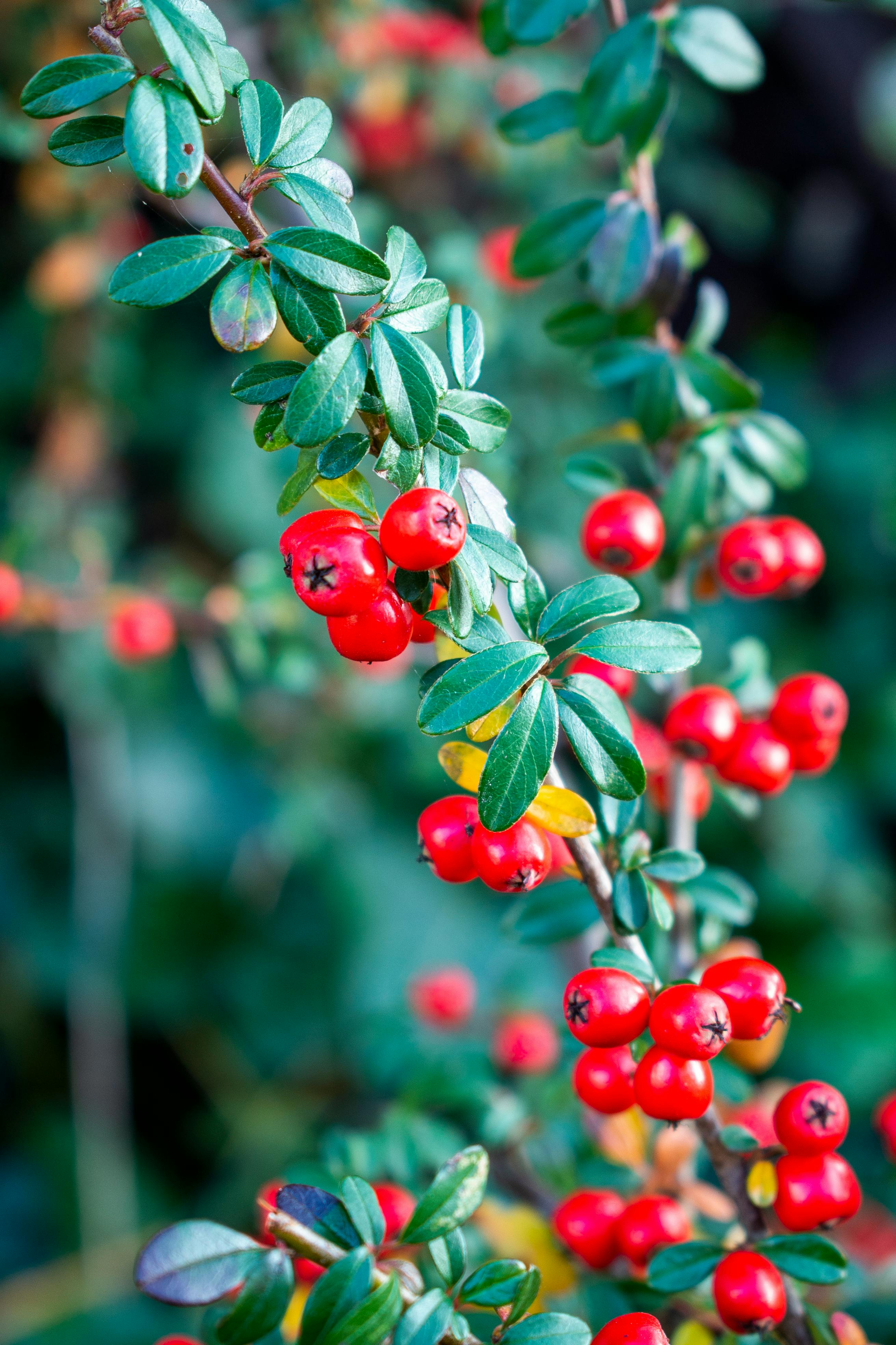 Rockspray Cotoneaster in Close-up Photography · Free Stock Photo