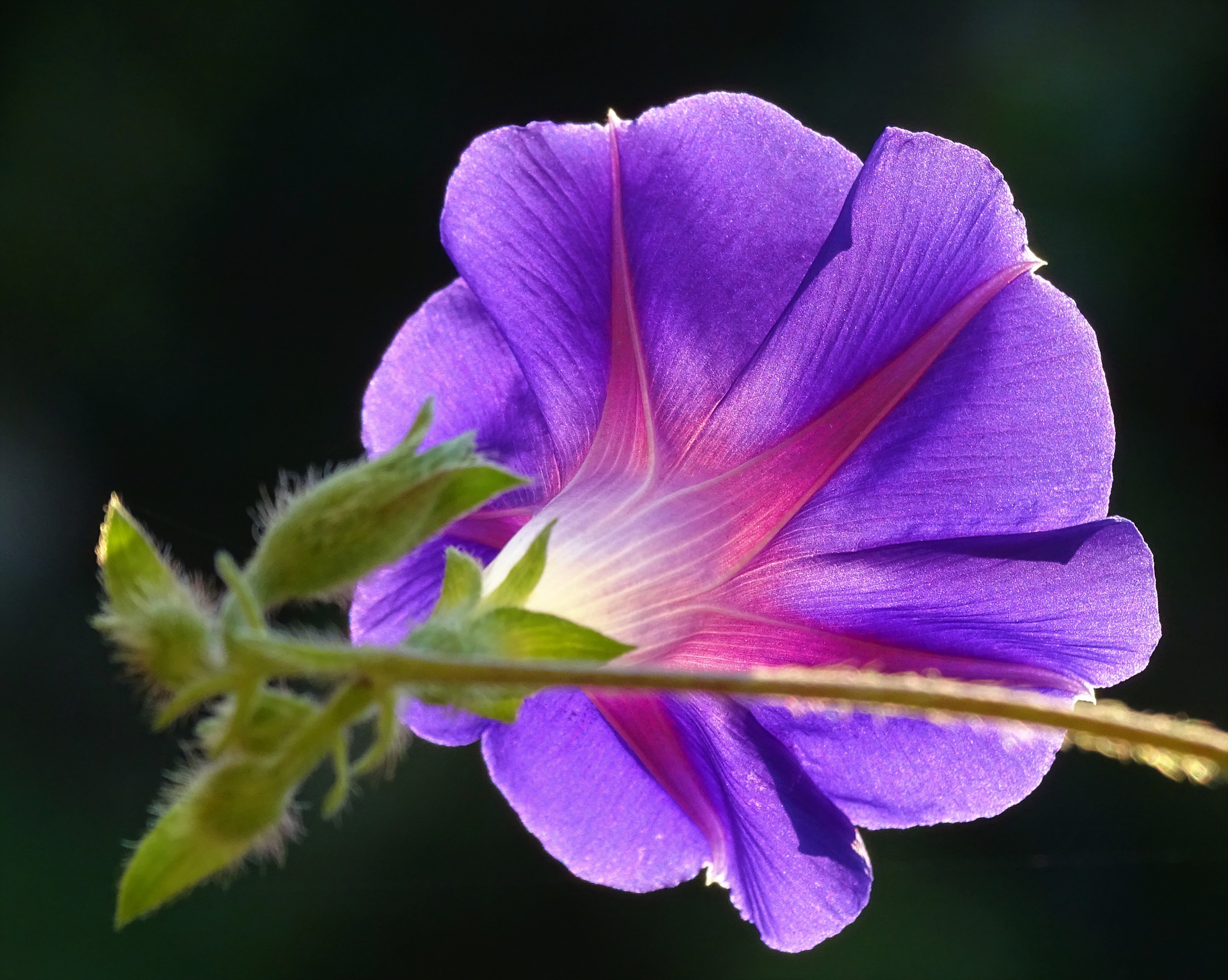 Close Up Photo of Purple Morning Glory Flower · Free Stock Photo