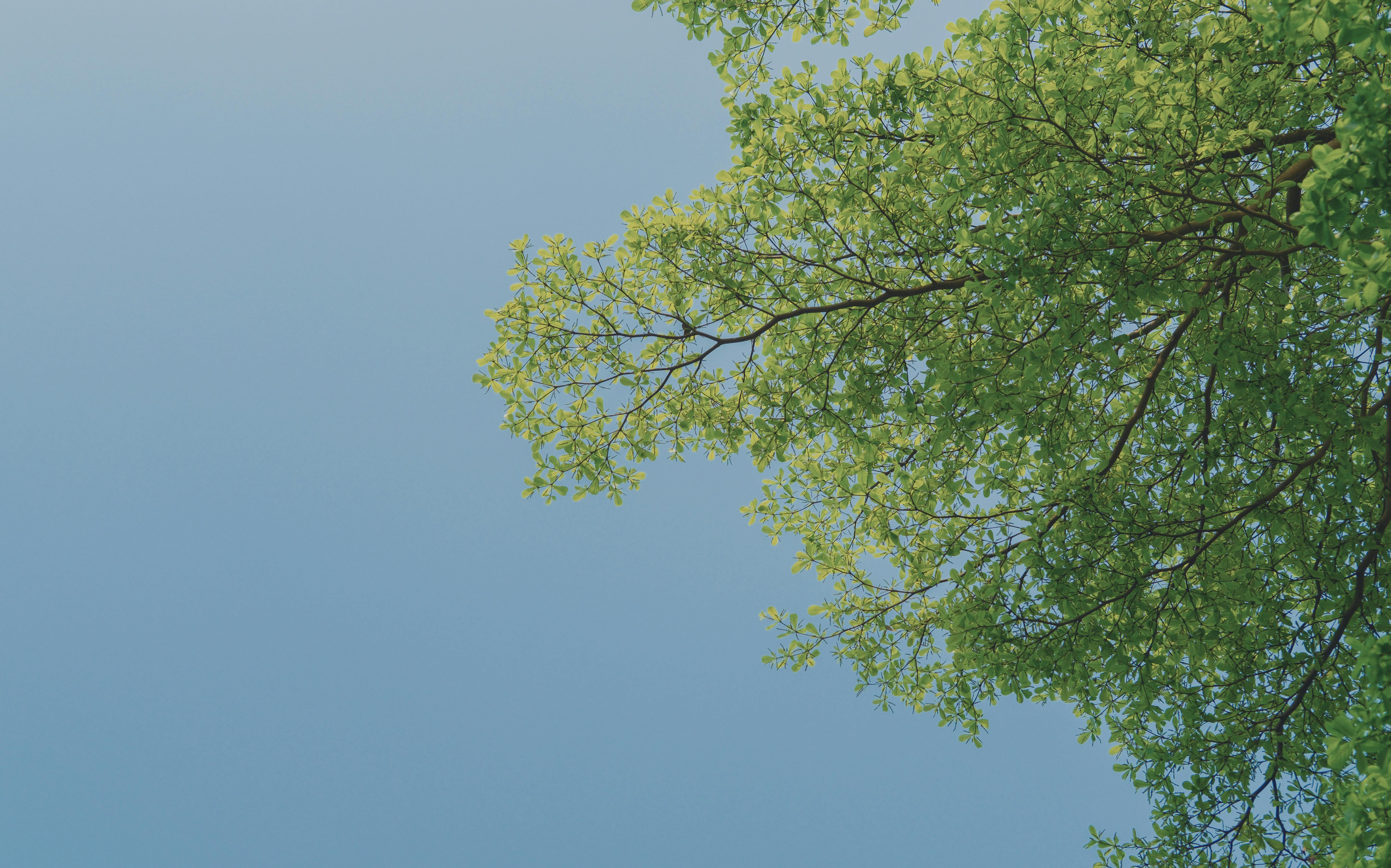 Clear Blue Sky over a Tree · Free Stock Photo