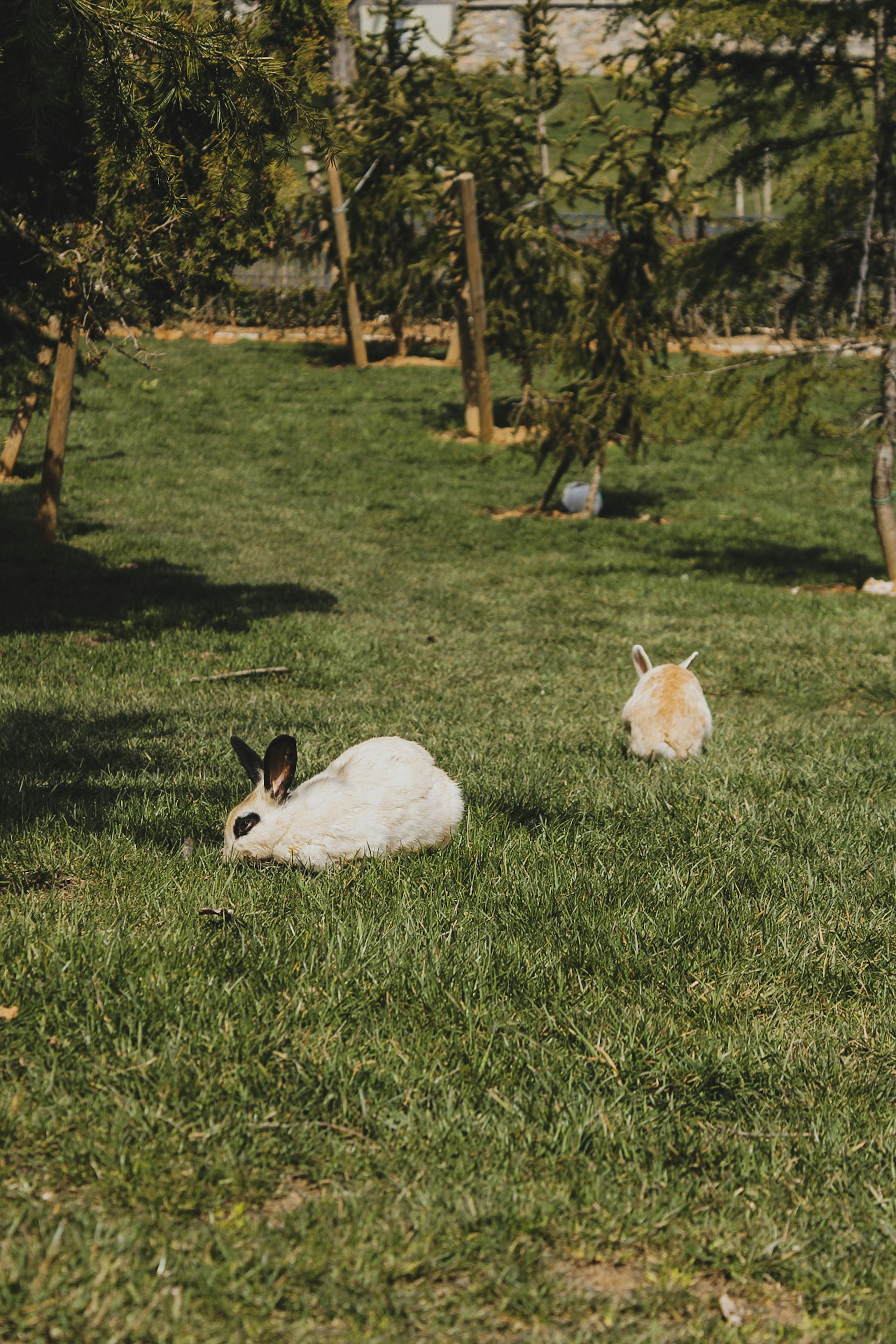Rabbits on Green Grass Field · Free Stock Photo