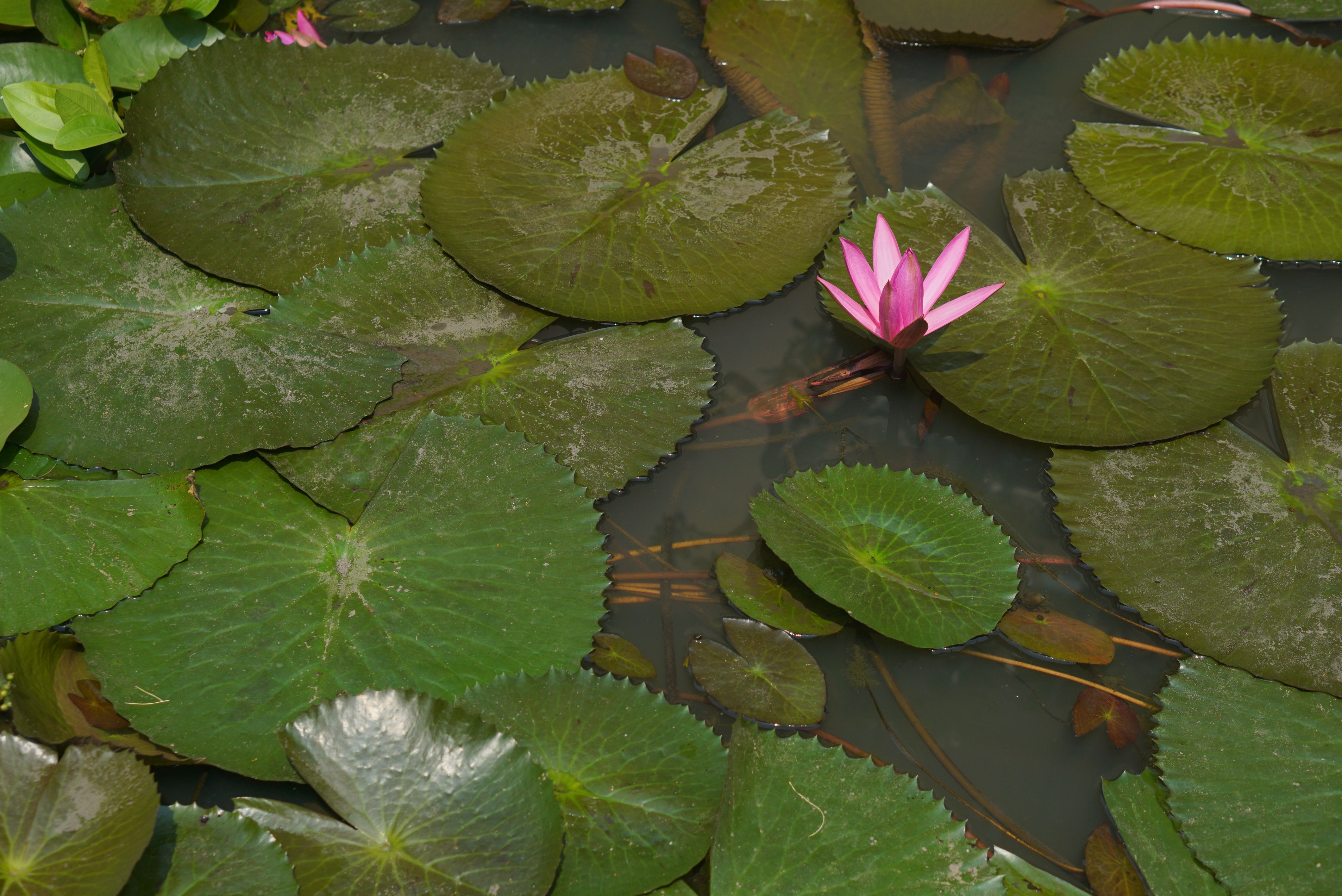 Leaf Floating Photos, Download The BEST Free Leaf Floating Stock Photos ...