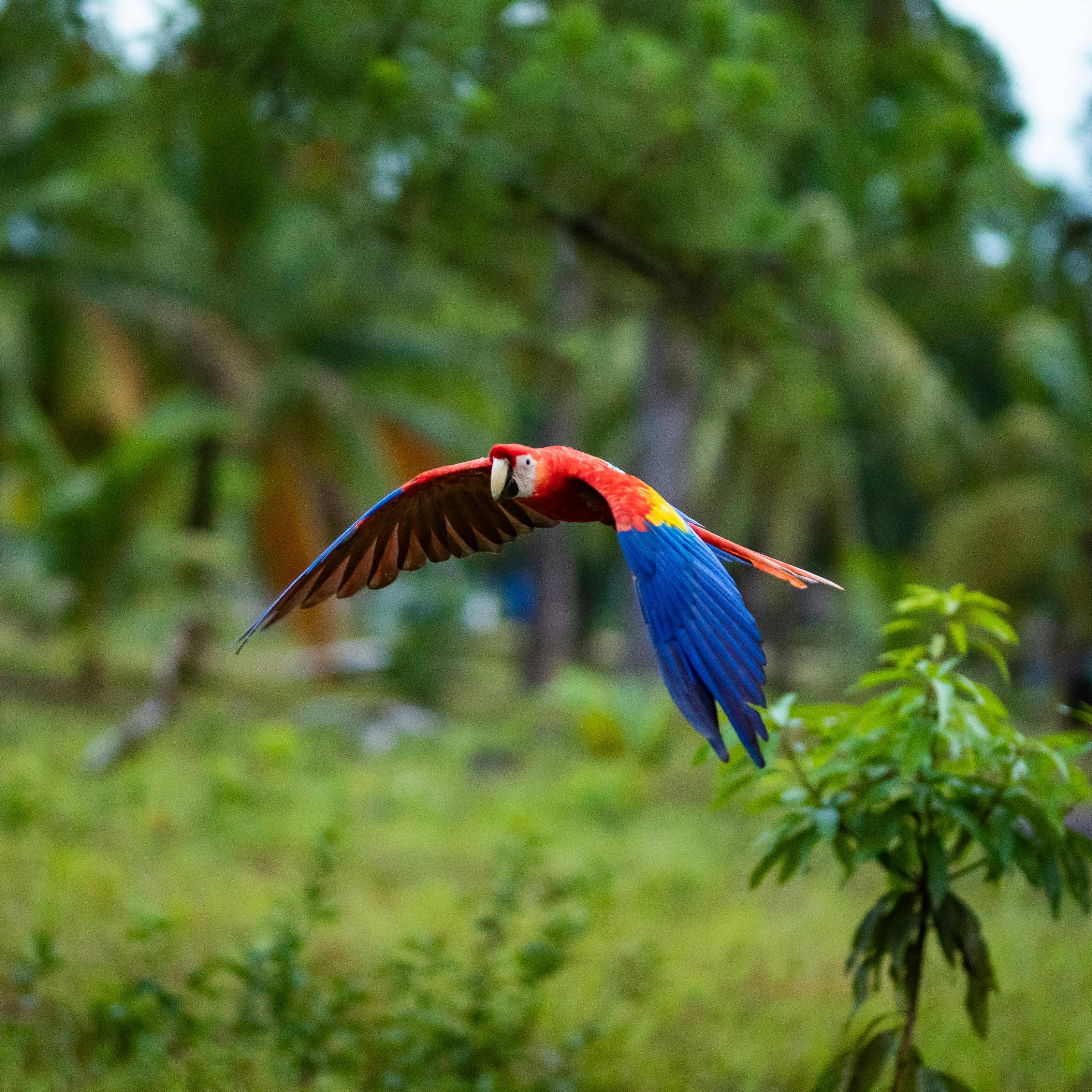 Foto de stock gratuita sobre ala, alas, animal