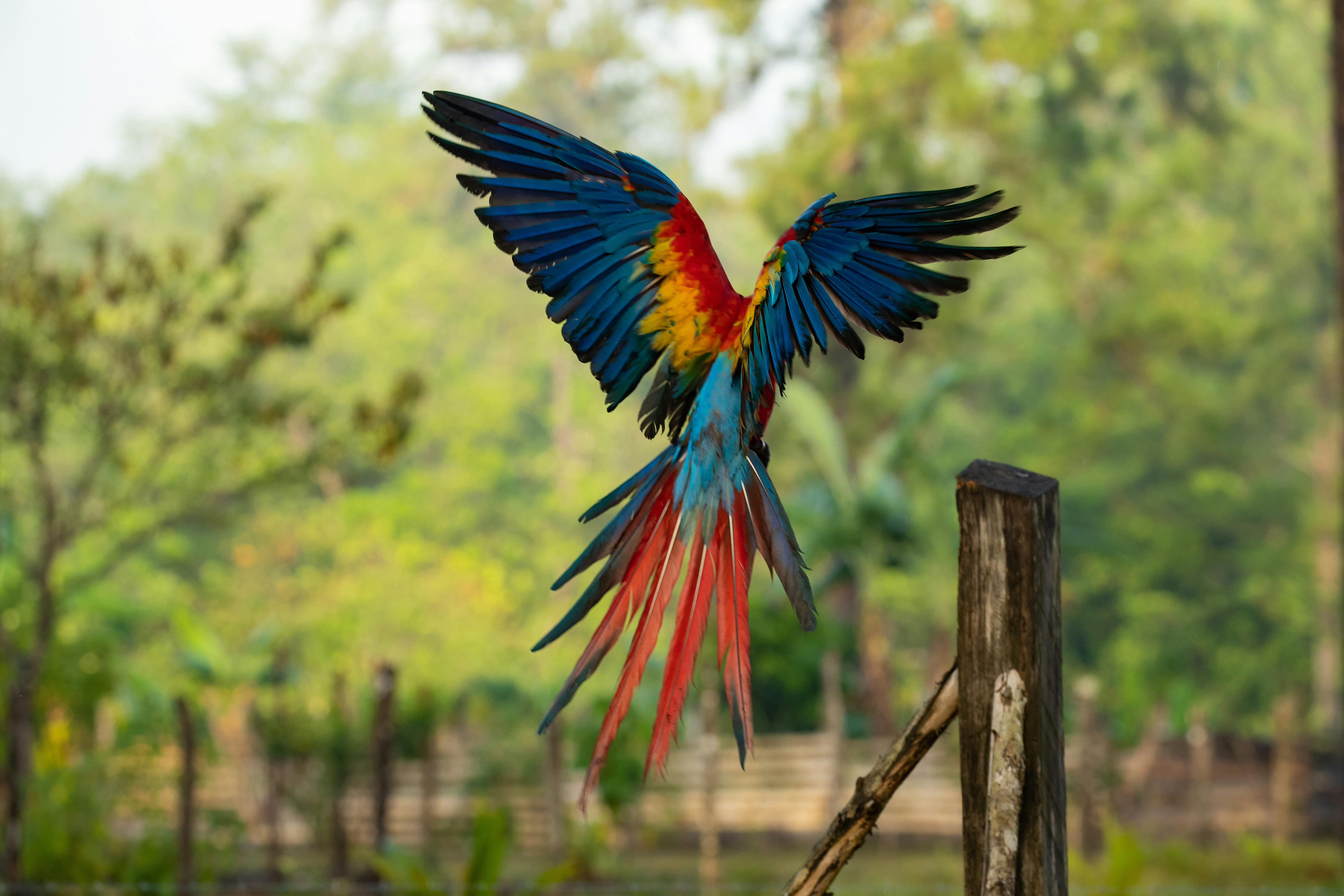 Foto de stock gratuita sobre ala, alas, animal