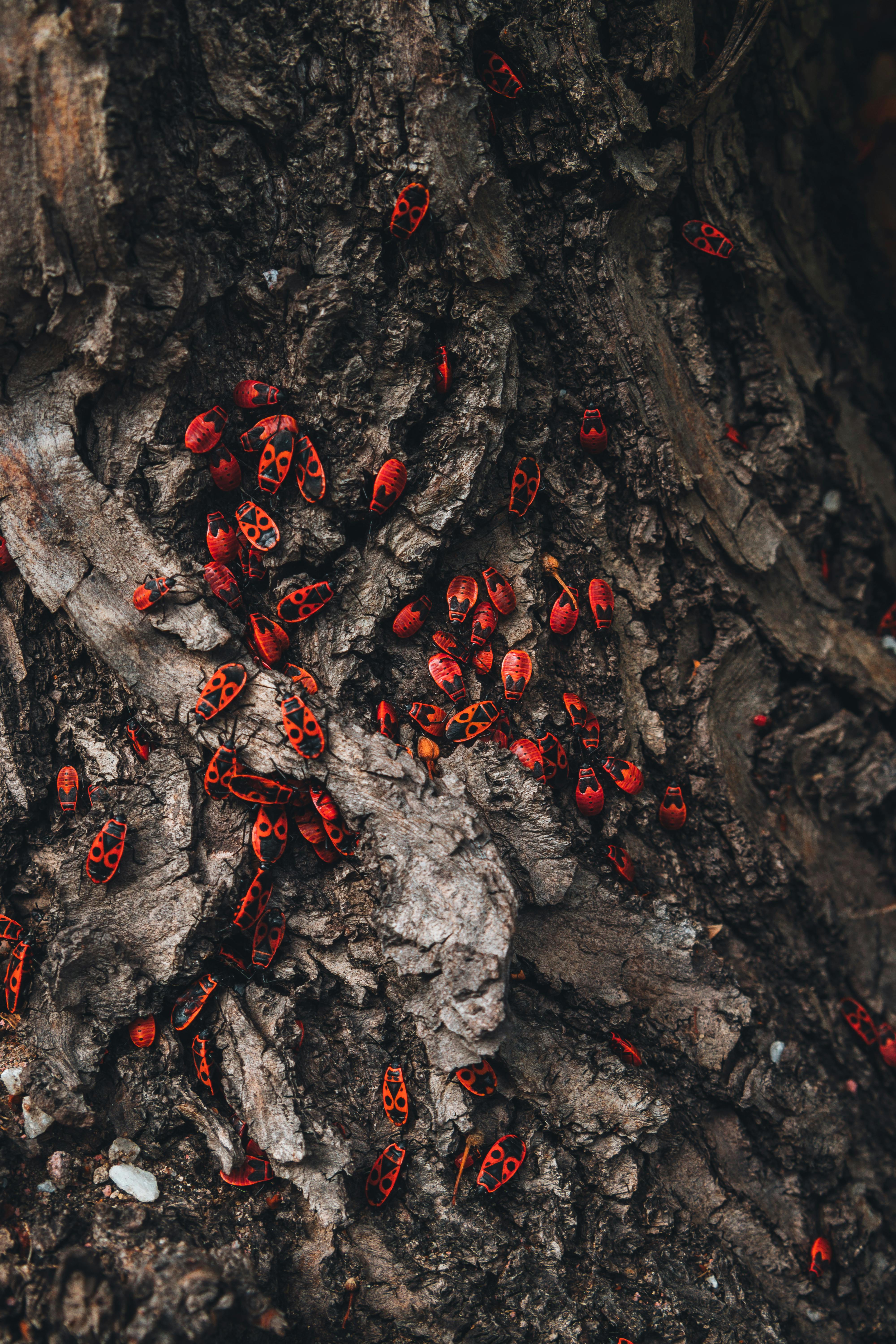 Red Bugs on a Tree · Free Stock Photo
