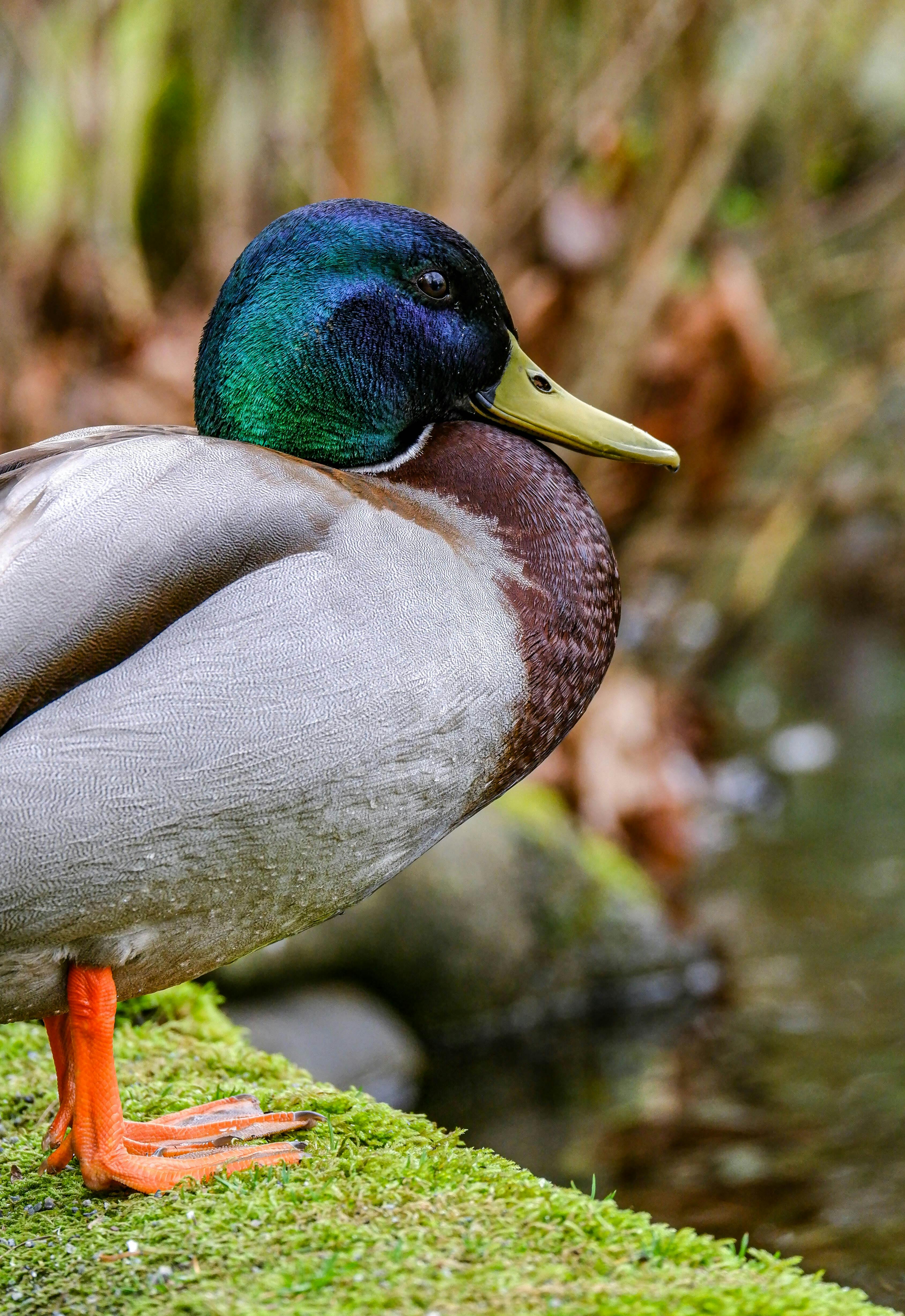 Close Up Photo of a Duck · Free Stock Photo