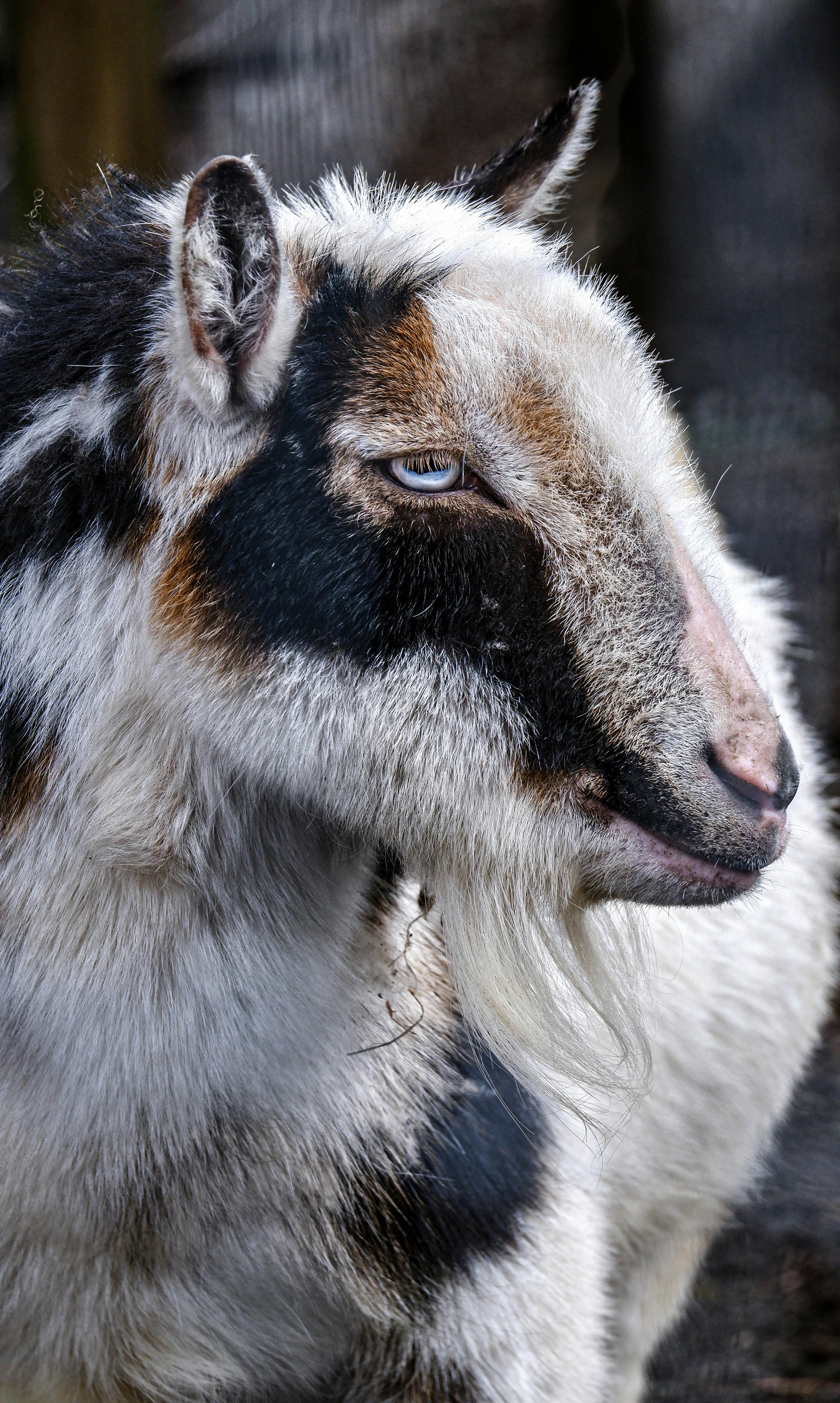 Close-up Photo of a Goat · Free Stock Photo