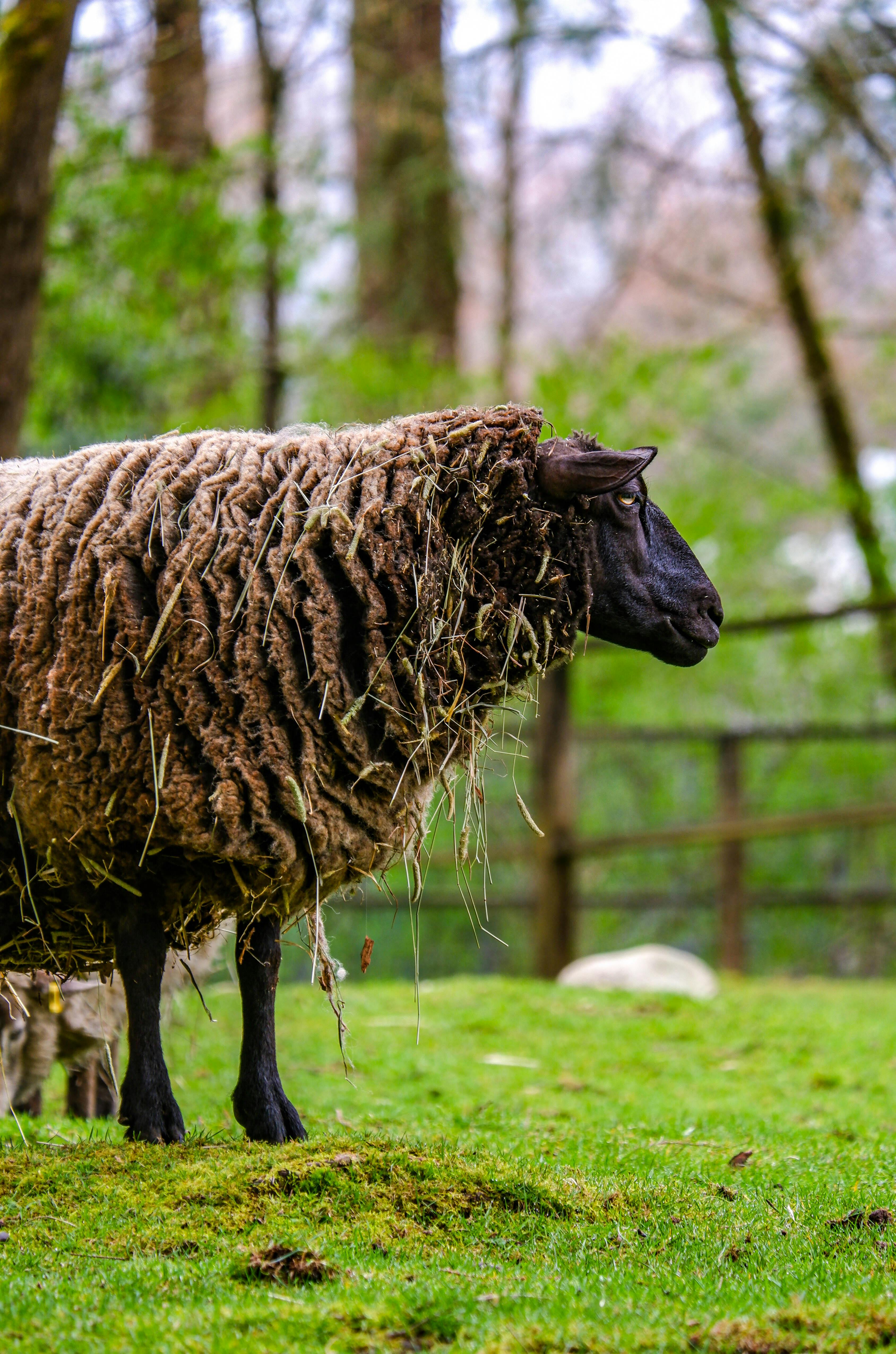 Sheep in Seaside · Free Stock Photo
