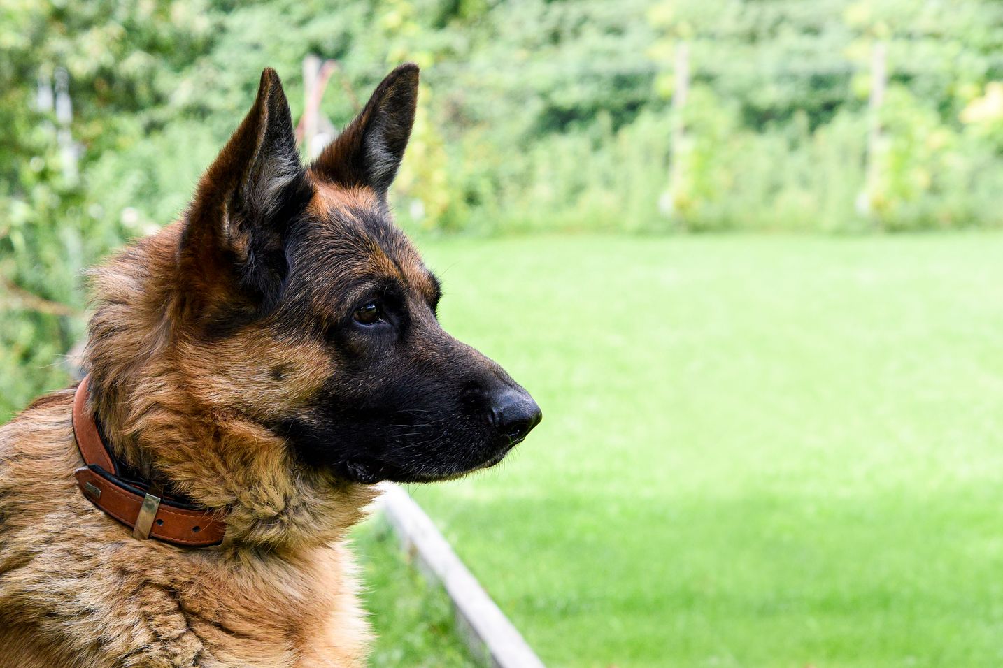 American Show Line German Shepherd: Owner's Essential Guide