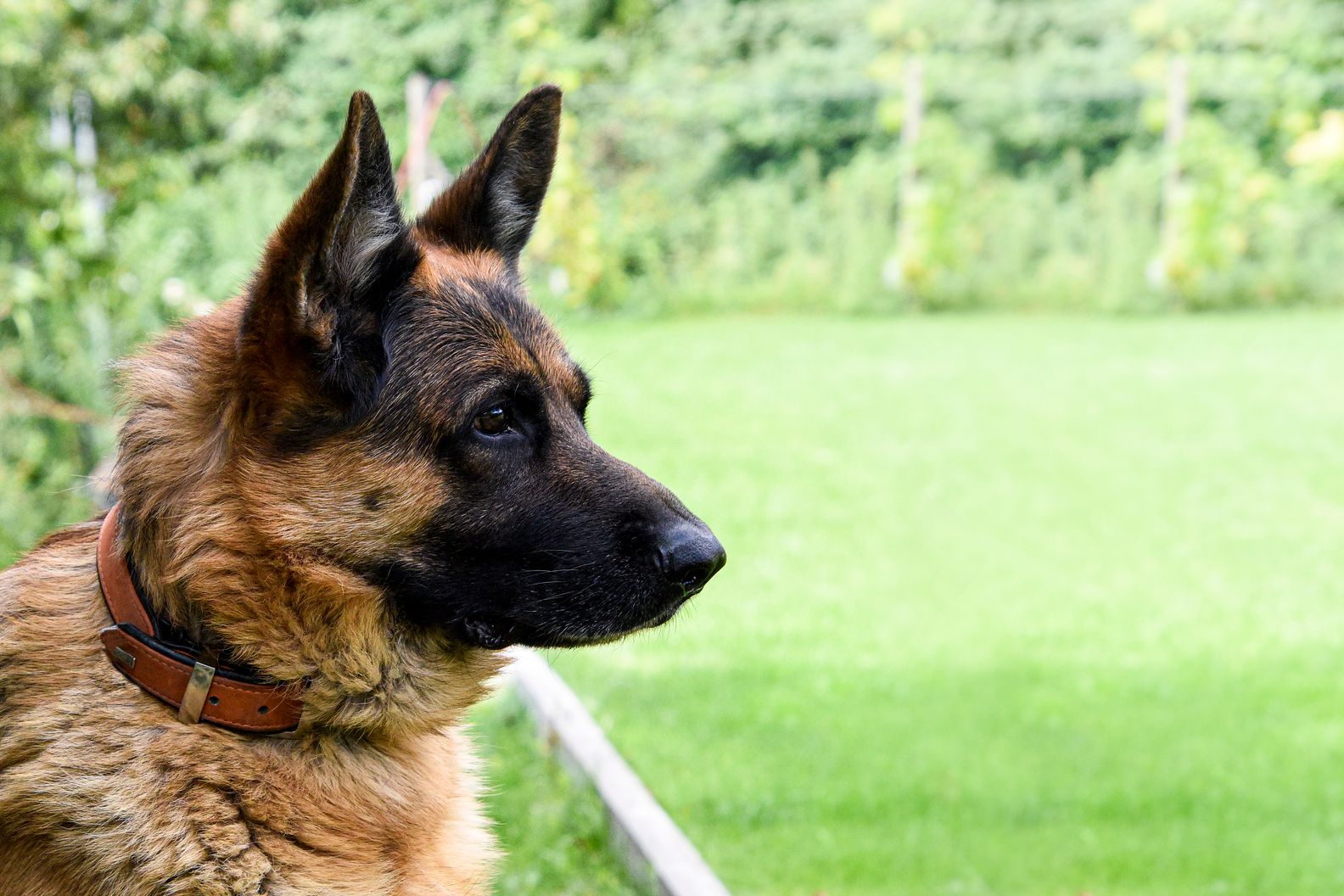 Evolution of Police Dog Units: From Horses to High-Tech
