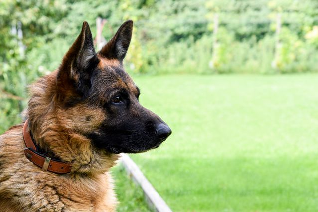 King Shepherd Dog Breed: Care, Grooming, and Training Guide