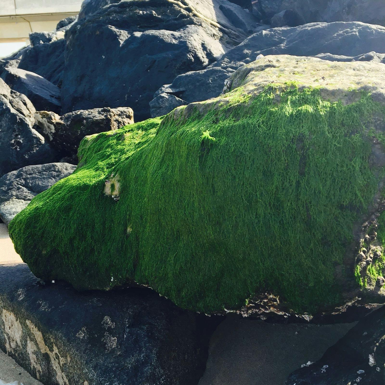 Sibi Mathew - 사진