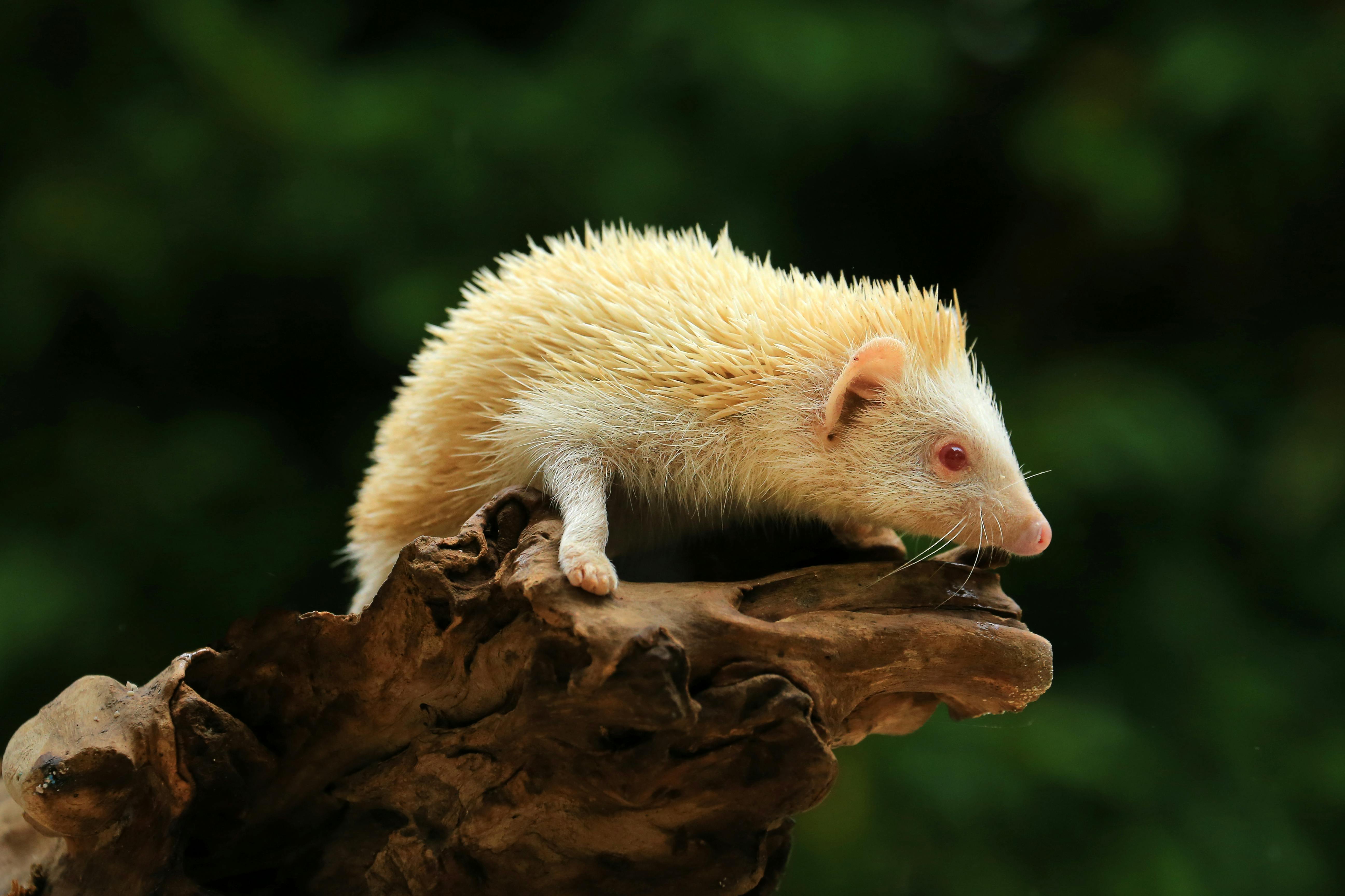 Close Up Photo of a Hedgehog · Free Stock Photo