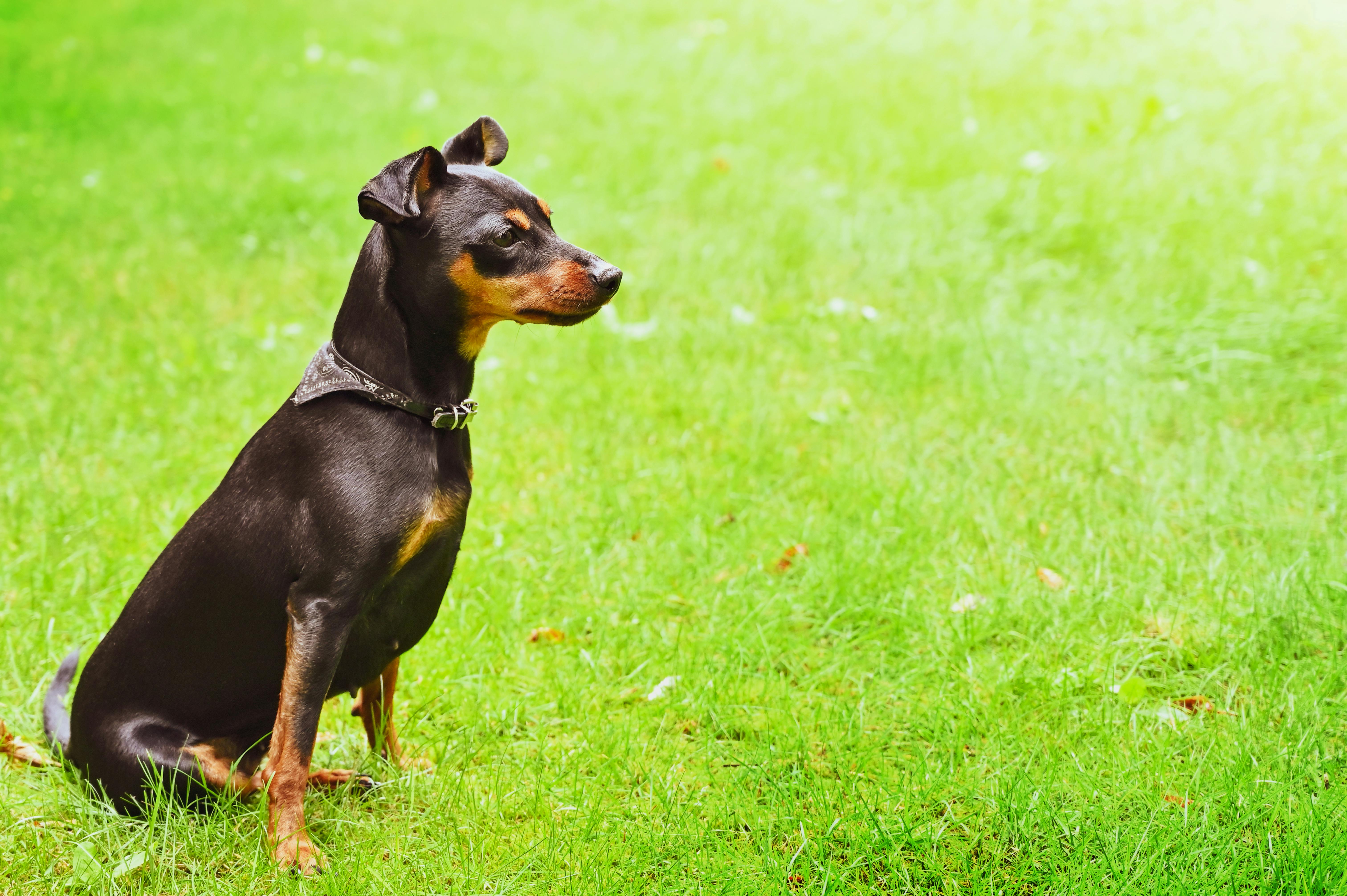 A Dog Sitting on the Grass Field · Free Stock Photo