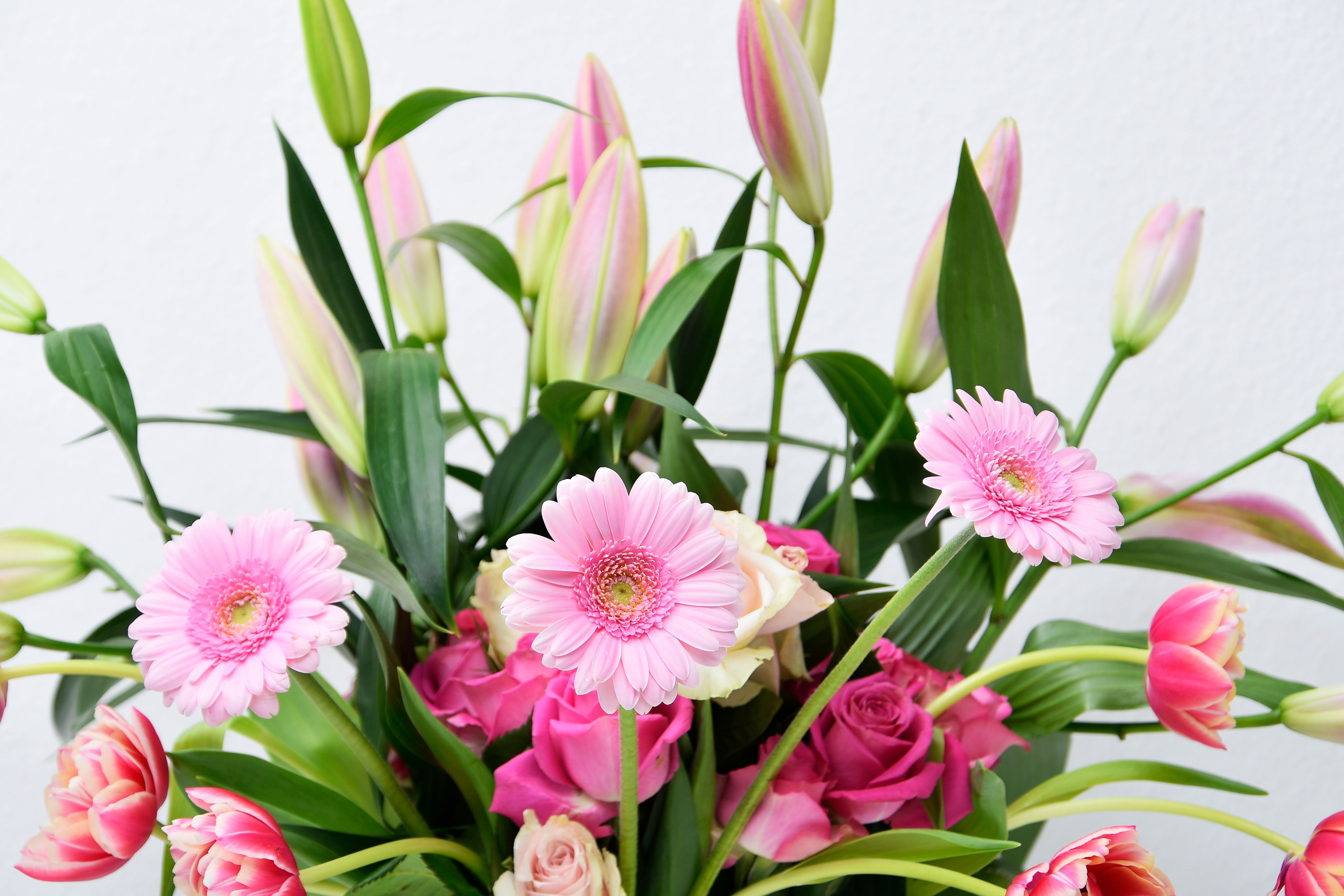 Beautiful Assorted Flowers in Close-up Photography · Free Stock Photo
