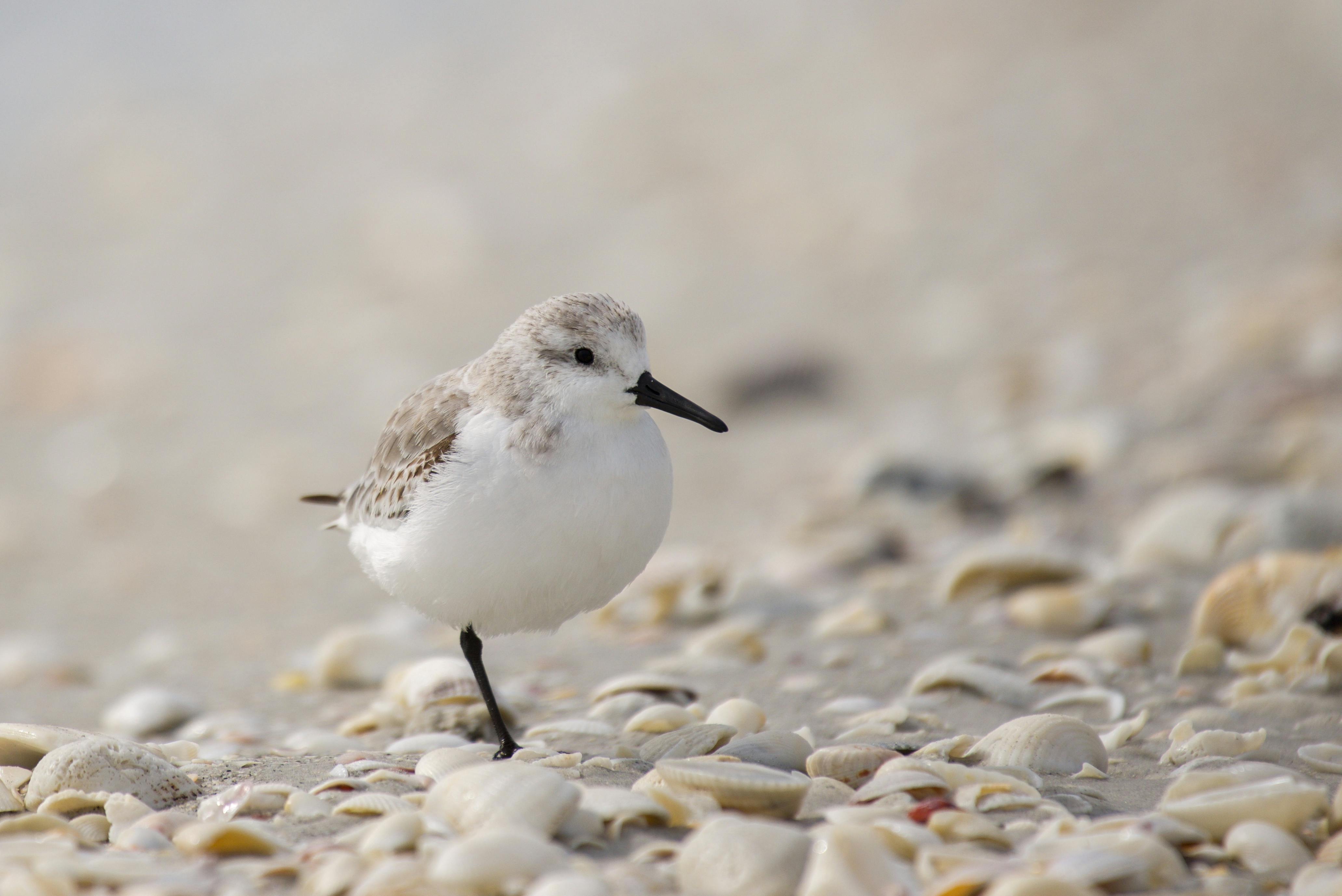 Photo of Birds at the Beach · Free Stock Photo
