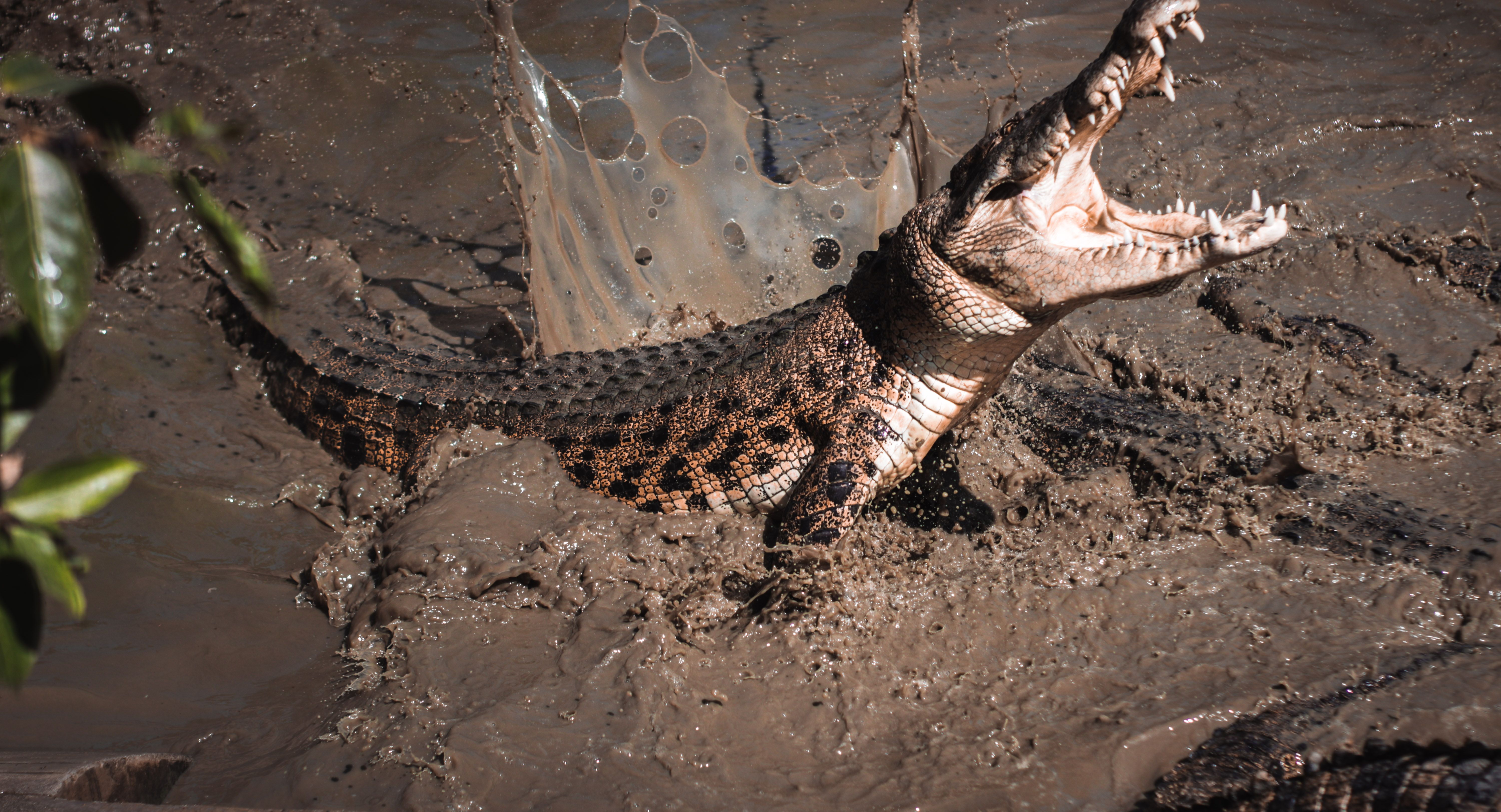 Close Up Shot of a Crocodile · Free Stock Photo