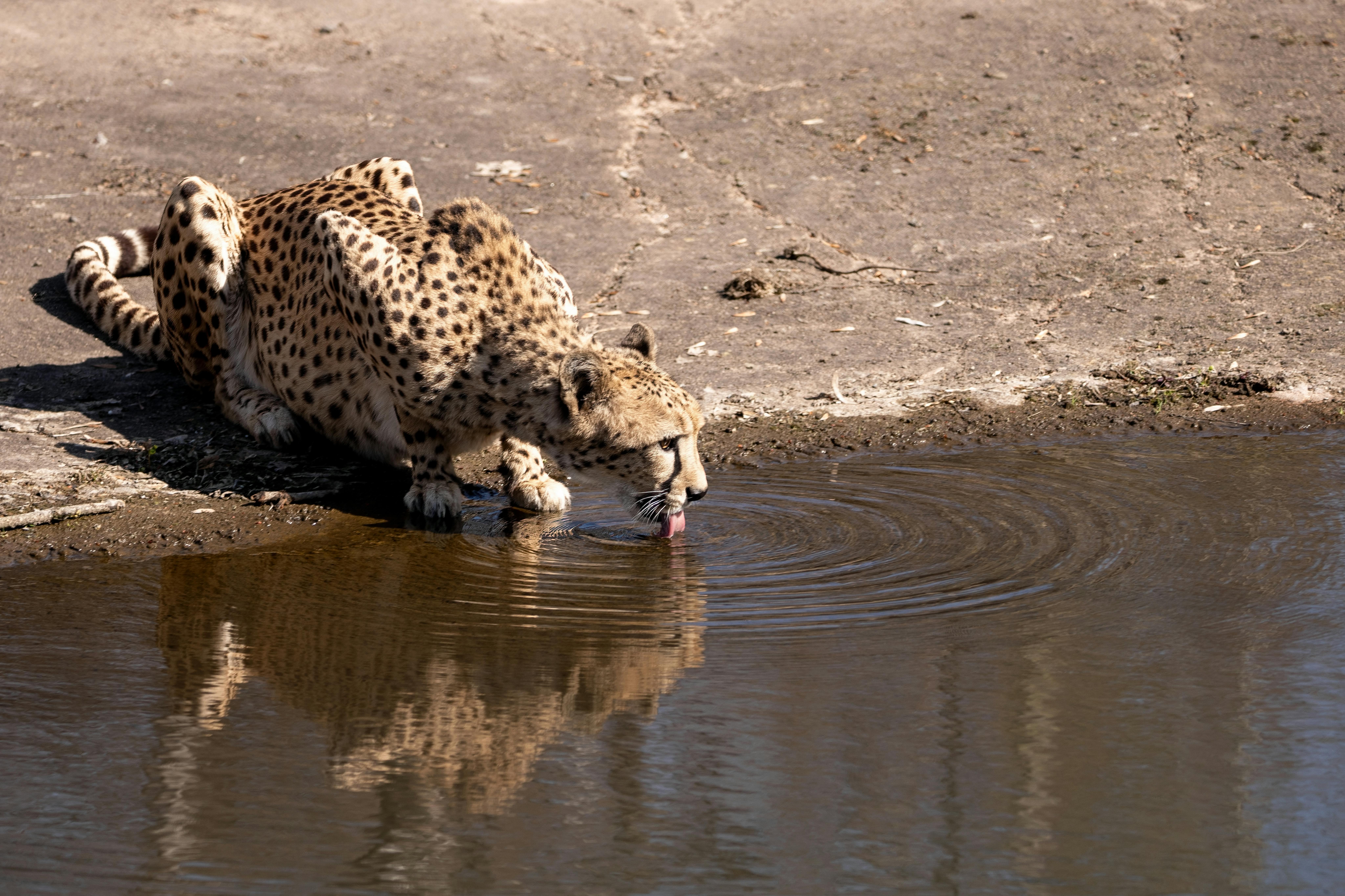 Cheetah Drinking Water · Free Stock Photo