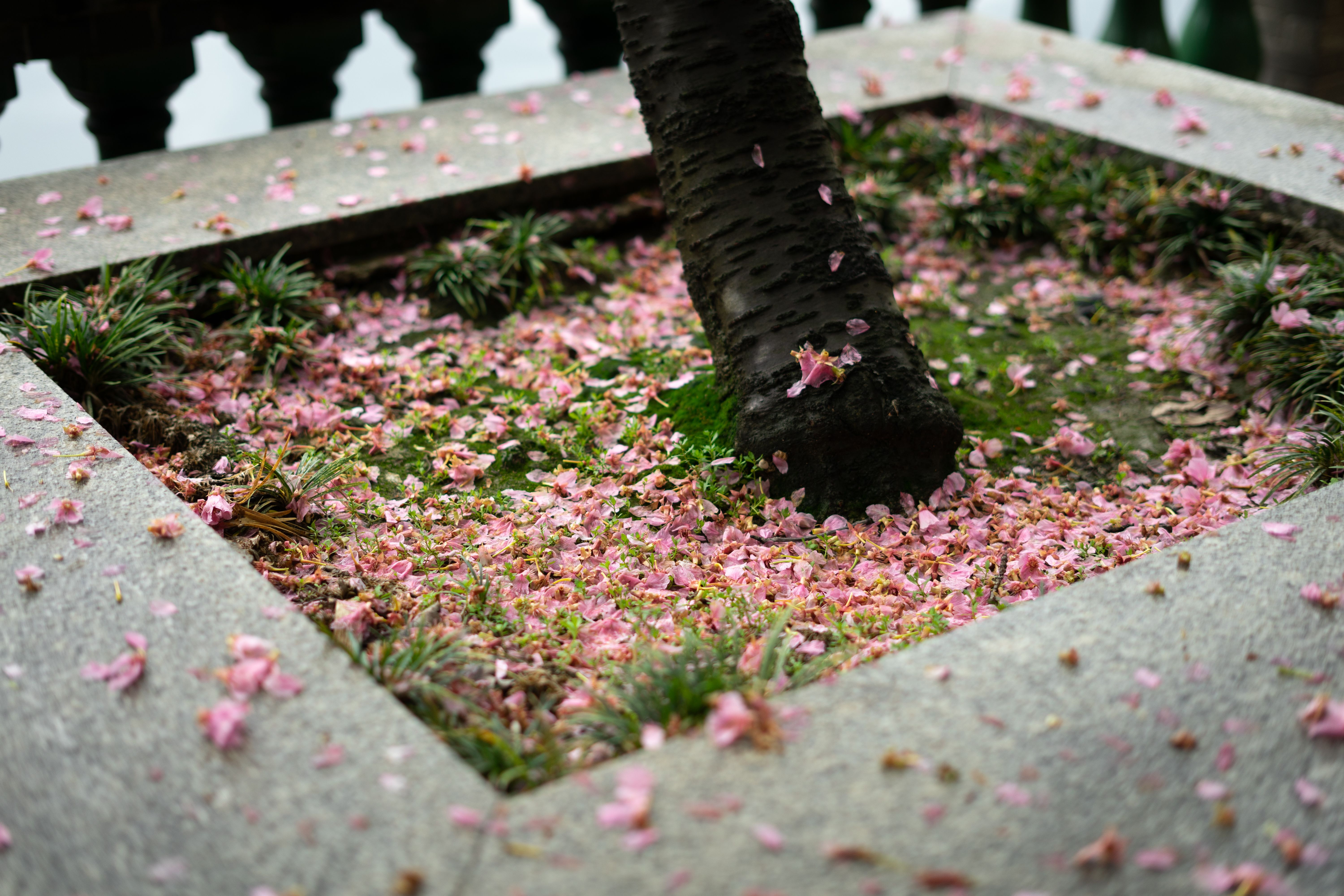 Close-Up Shot of Fallen Pink Flowers · Free Stock Photo