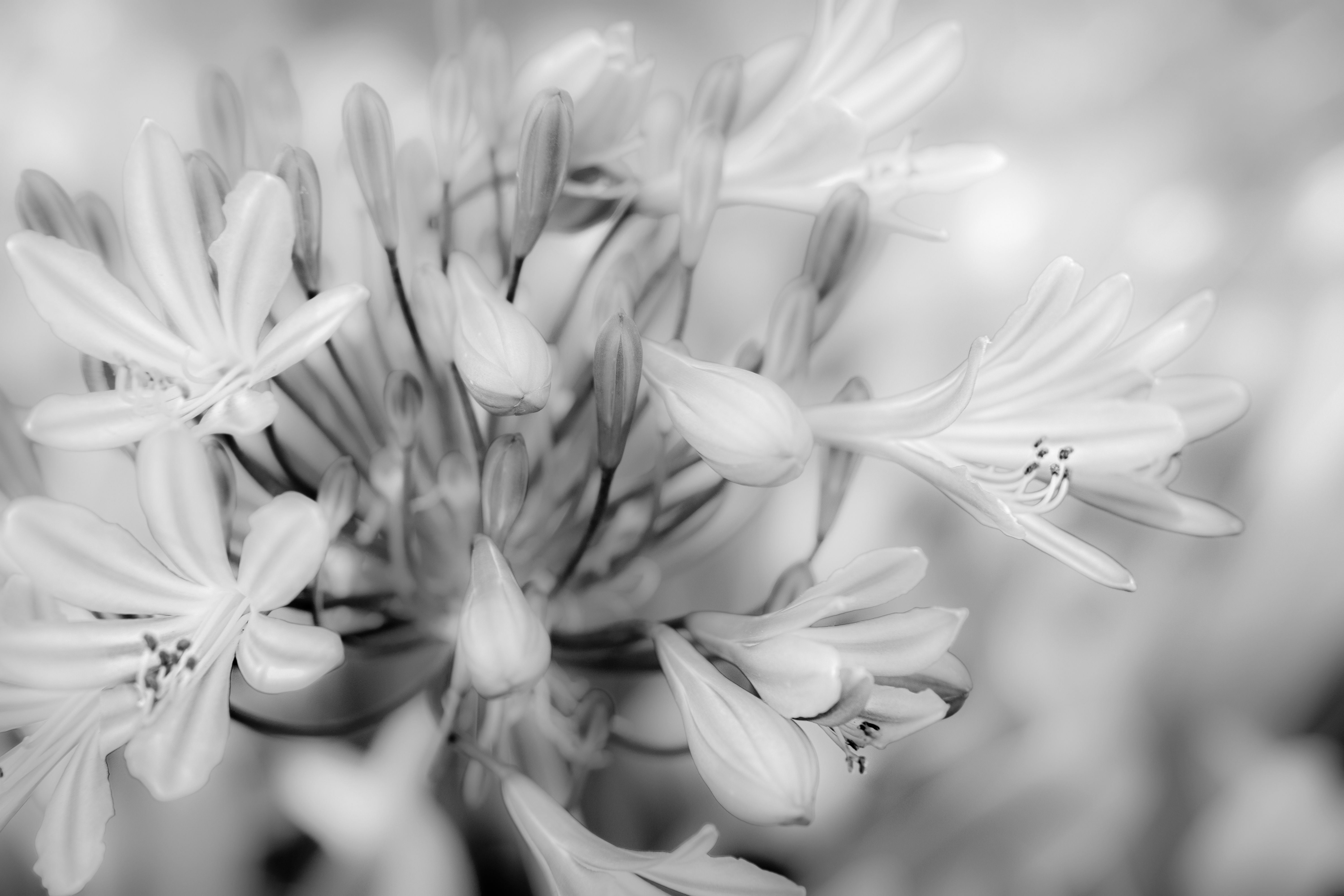 Monochrome Photo of Flowers · Free Stock Photo