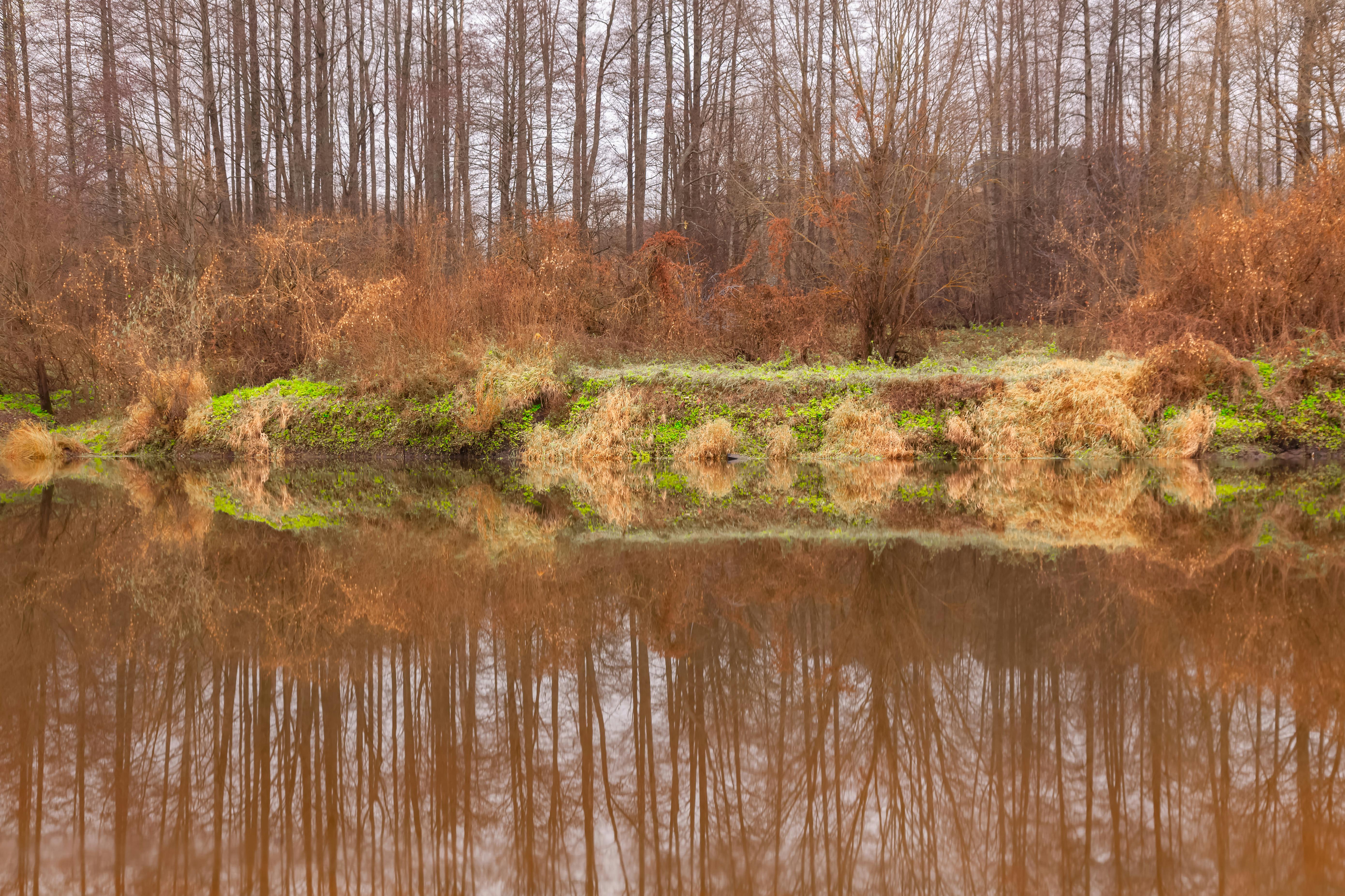 Reflection of Trees in River · Free Stock Photo
