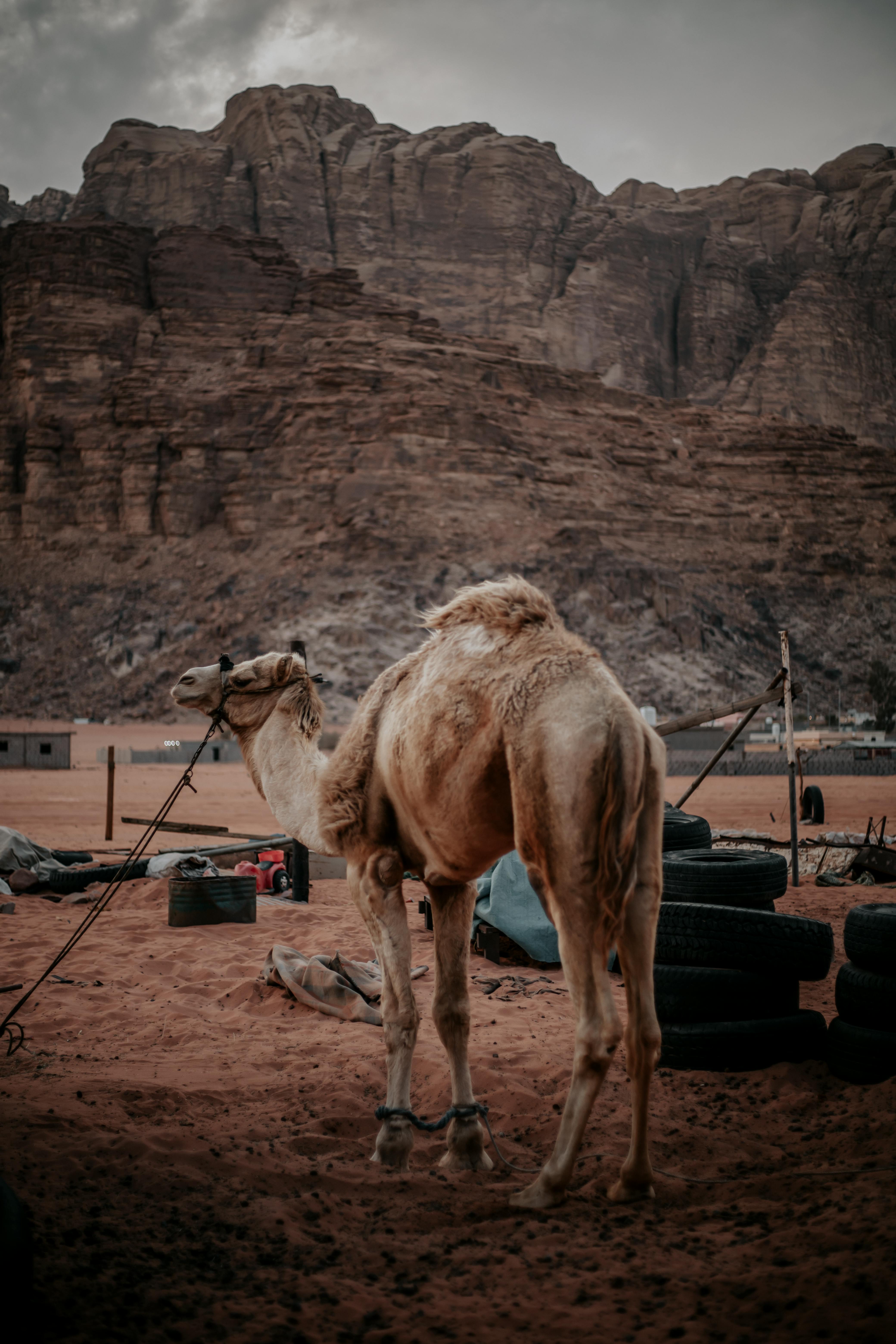 A Camel with Tied Rope on Face · Free Stock Photo
