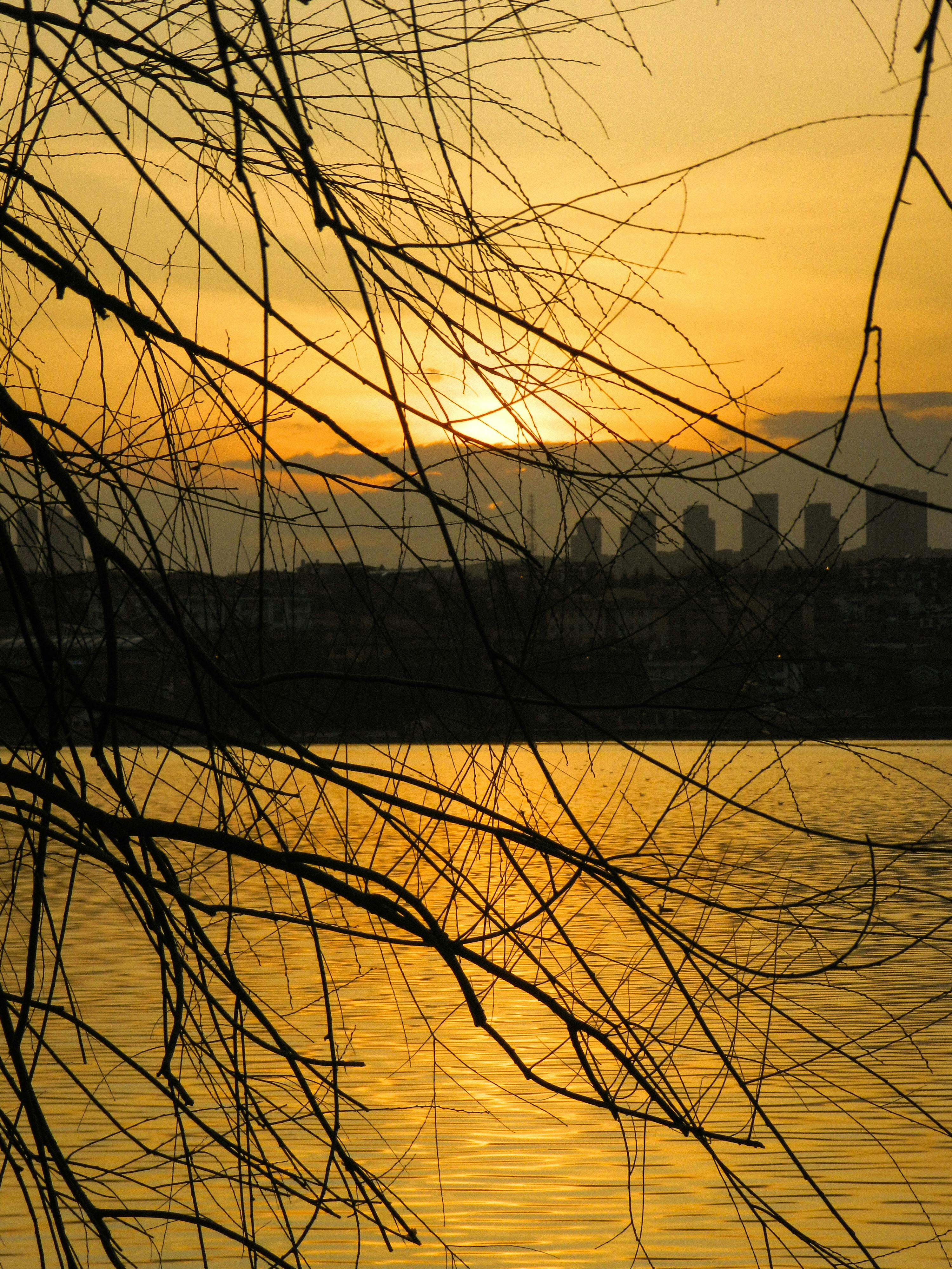 Tree Branches Protruding from Lake Water · Free Stock Photo