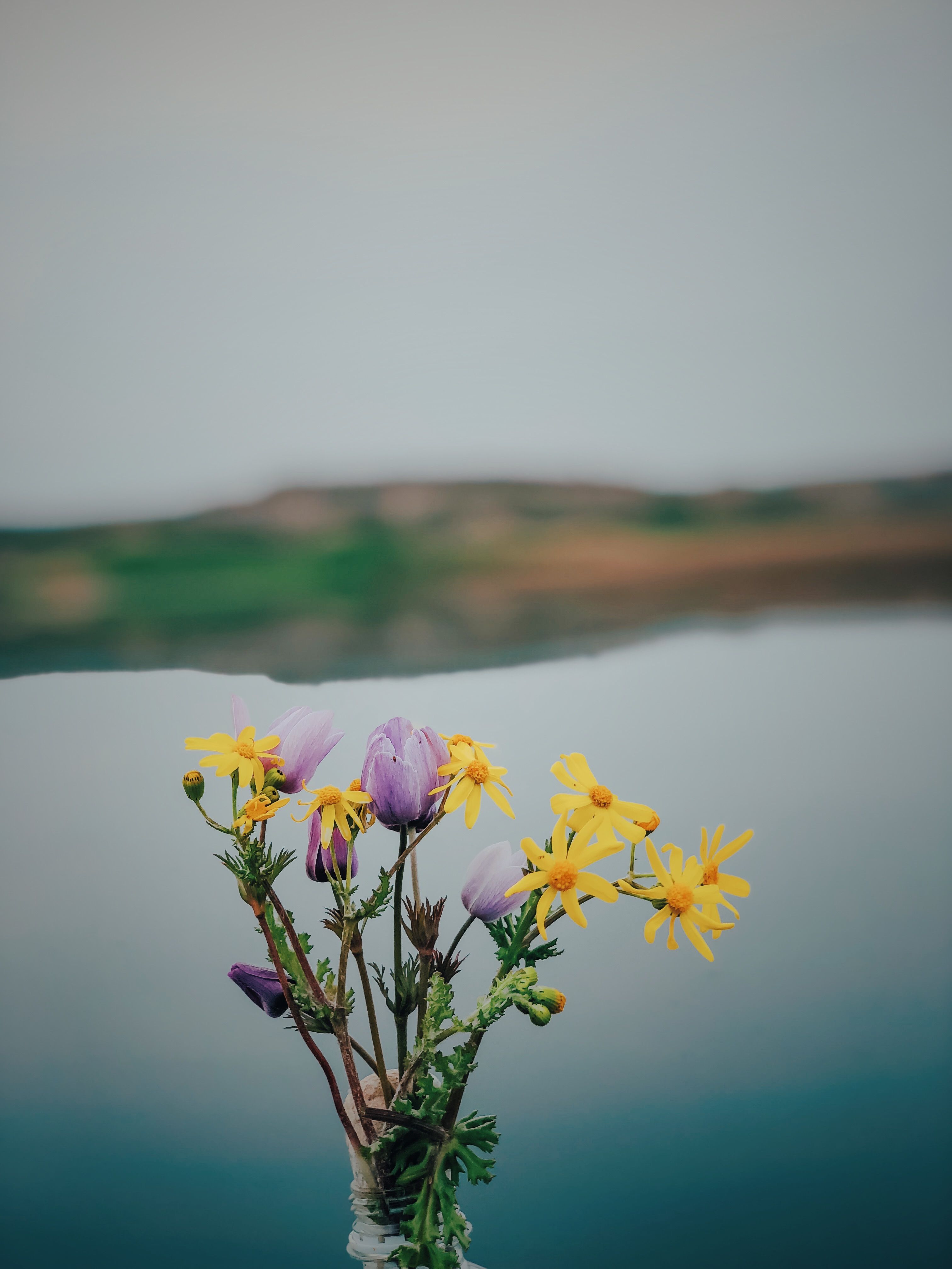 Green Flowers in Close Up Photography · Free Stock Photo