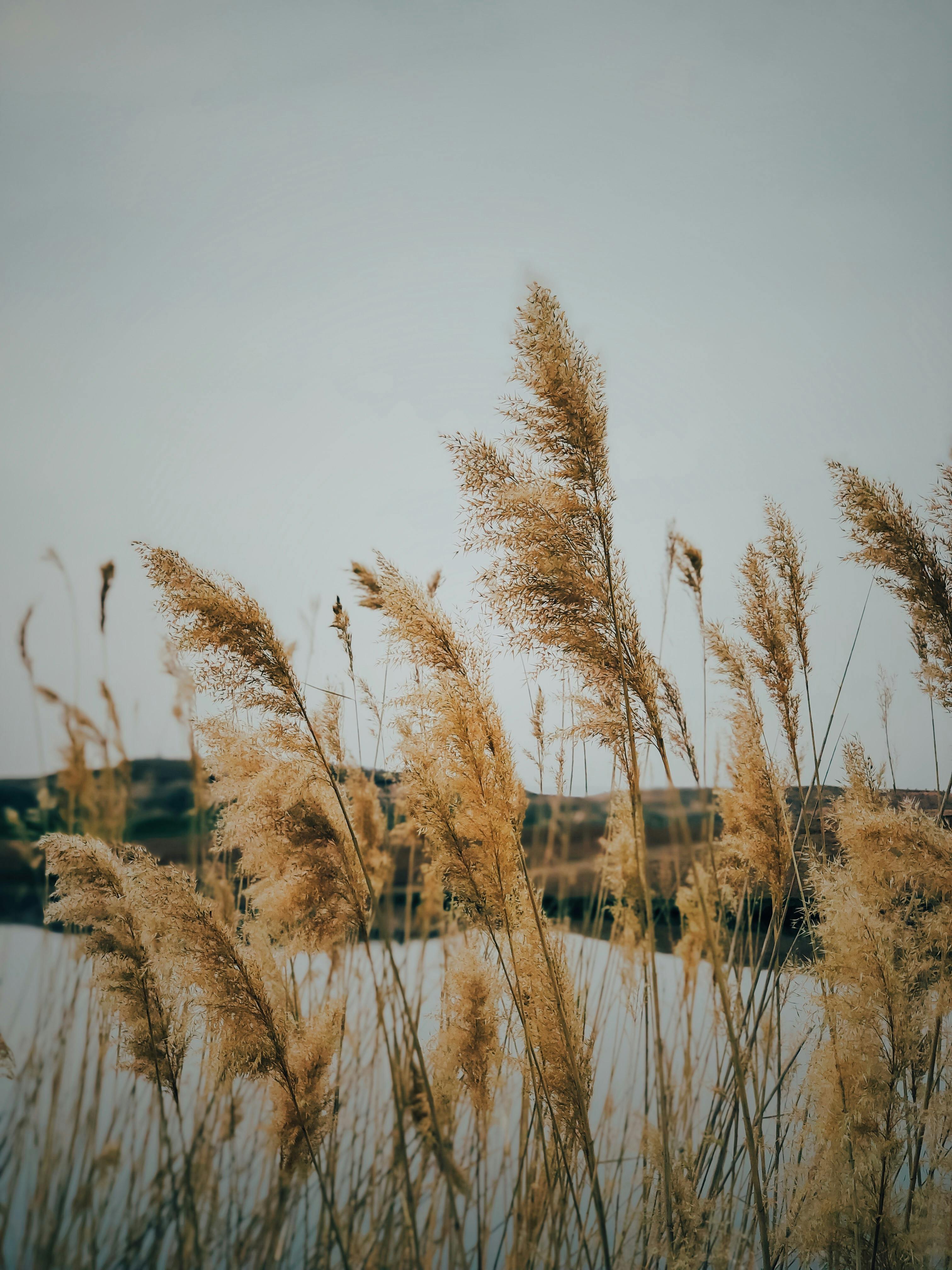 Phragmites by sunset · Free Stock Photo