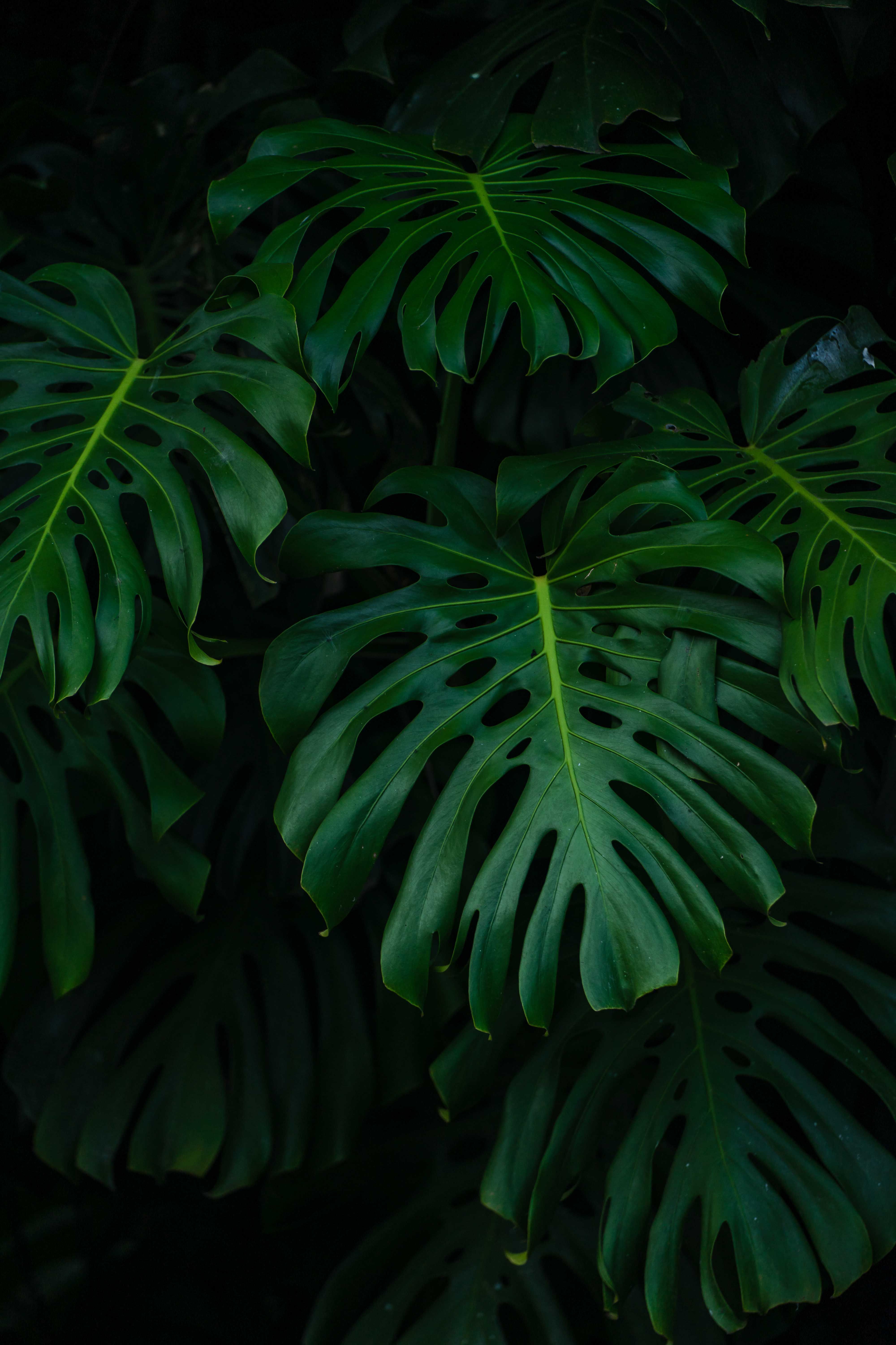Close-Up Photo of Monstera Plant · Free Stock Photo