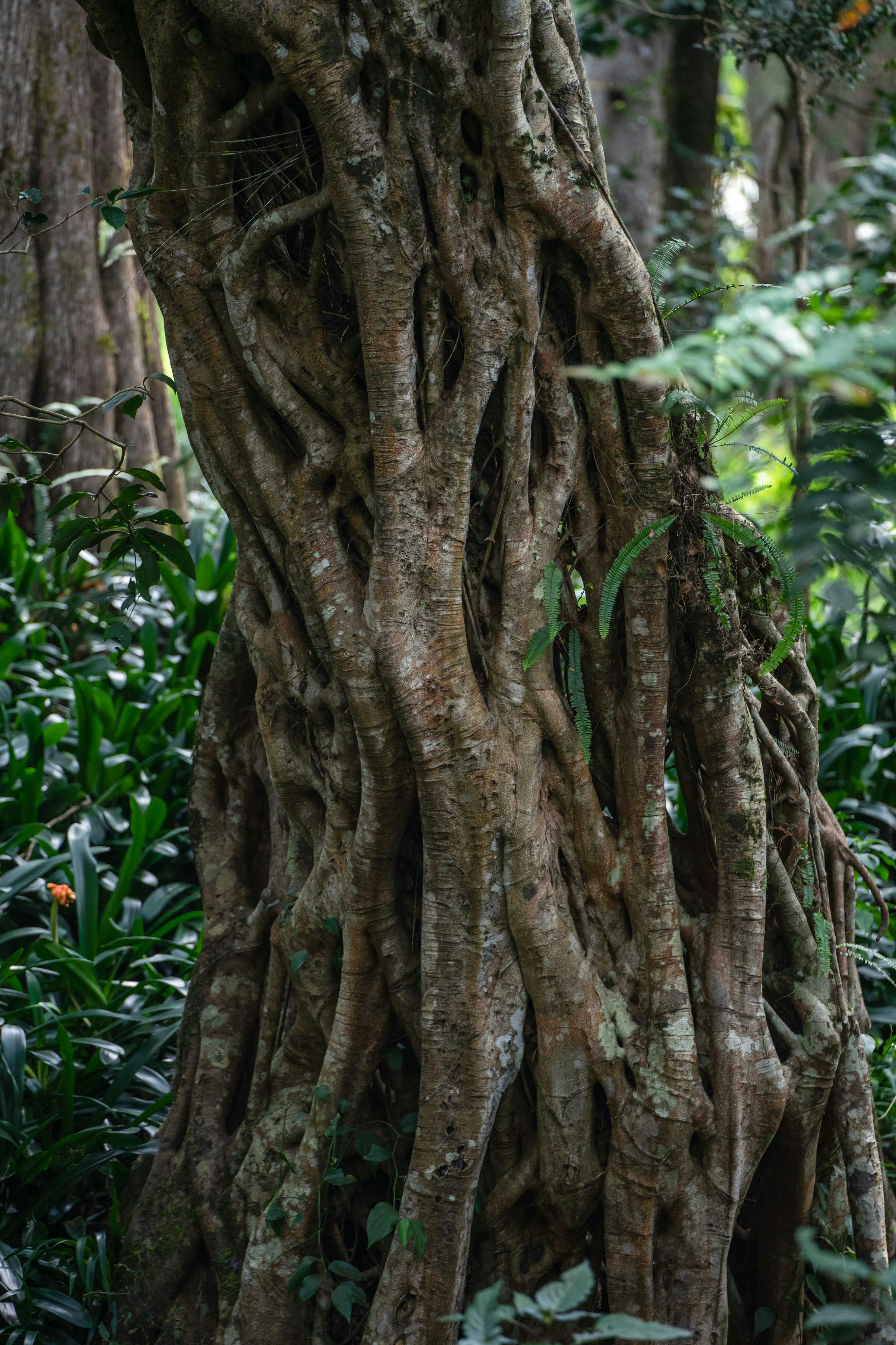 Trees With Gnarly Roots Photos, Download The BEST Free Trees With ...