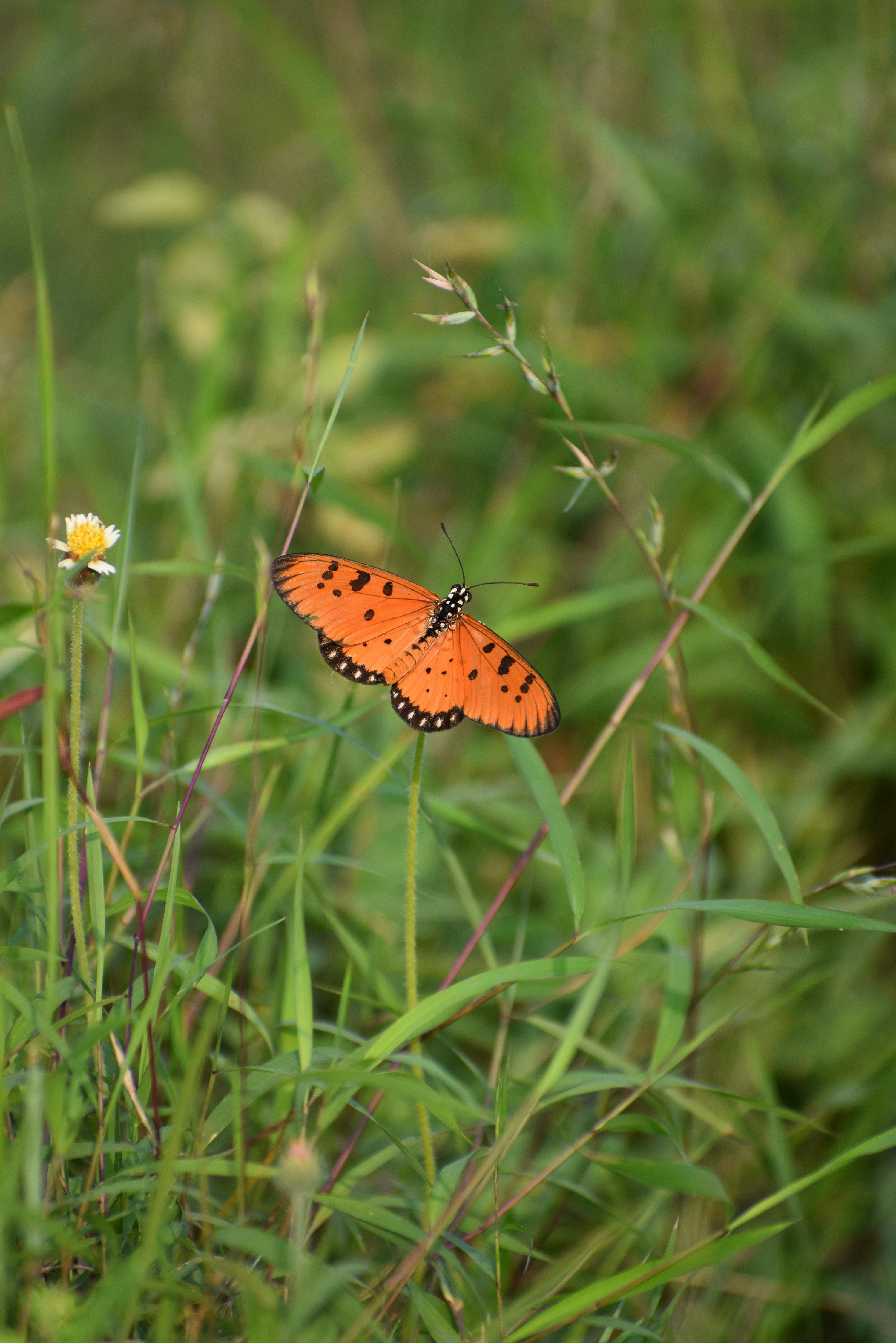 1,452+ Best Free Pollinator Stock Photos & Images · 100% Royalty-Free ...
