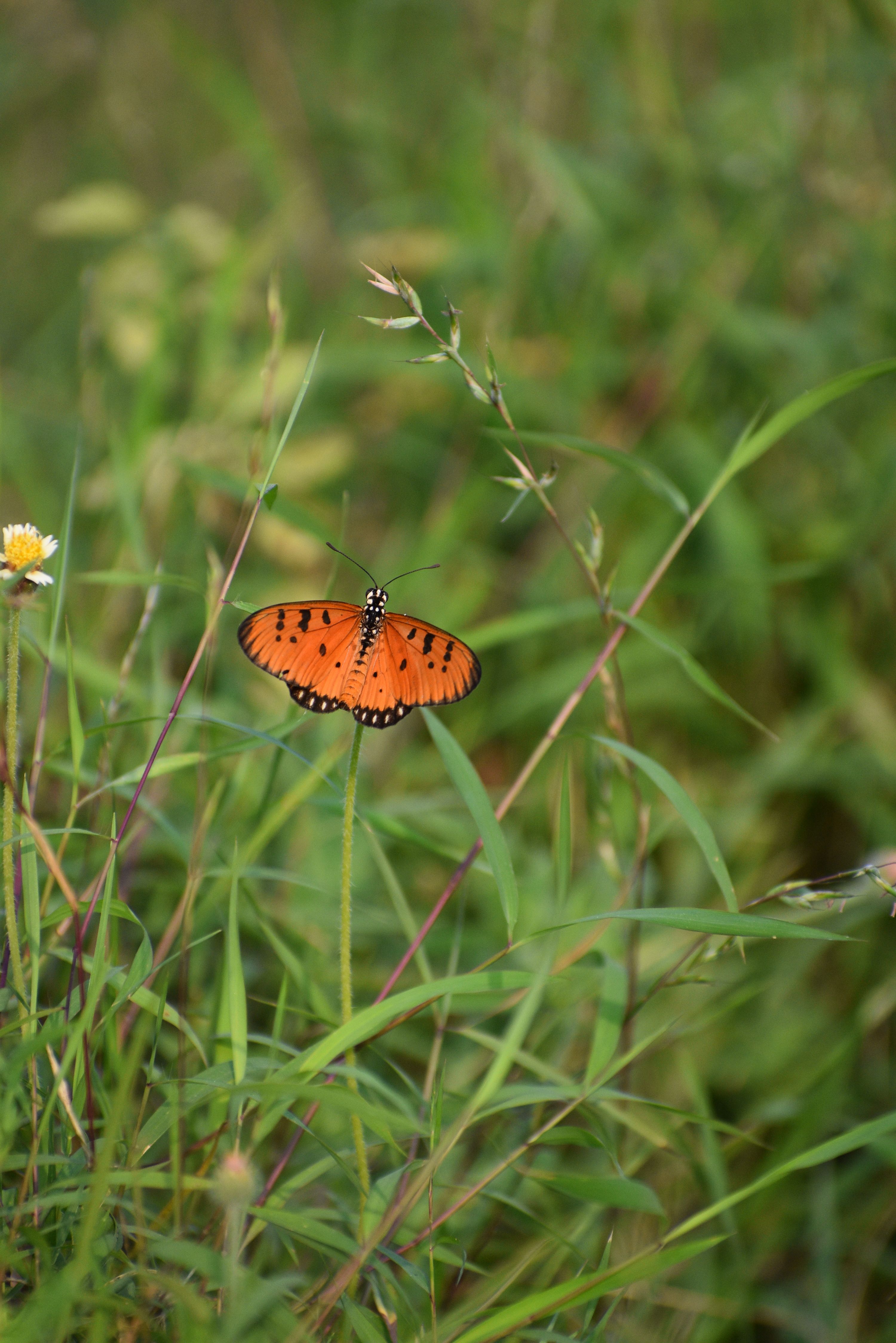 Close-up Photo of Illuminated Green Butterfly · Free Stock Photo