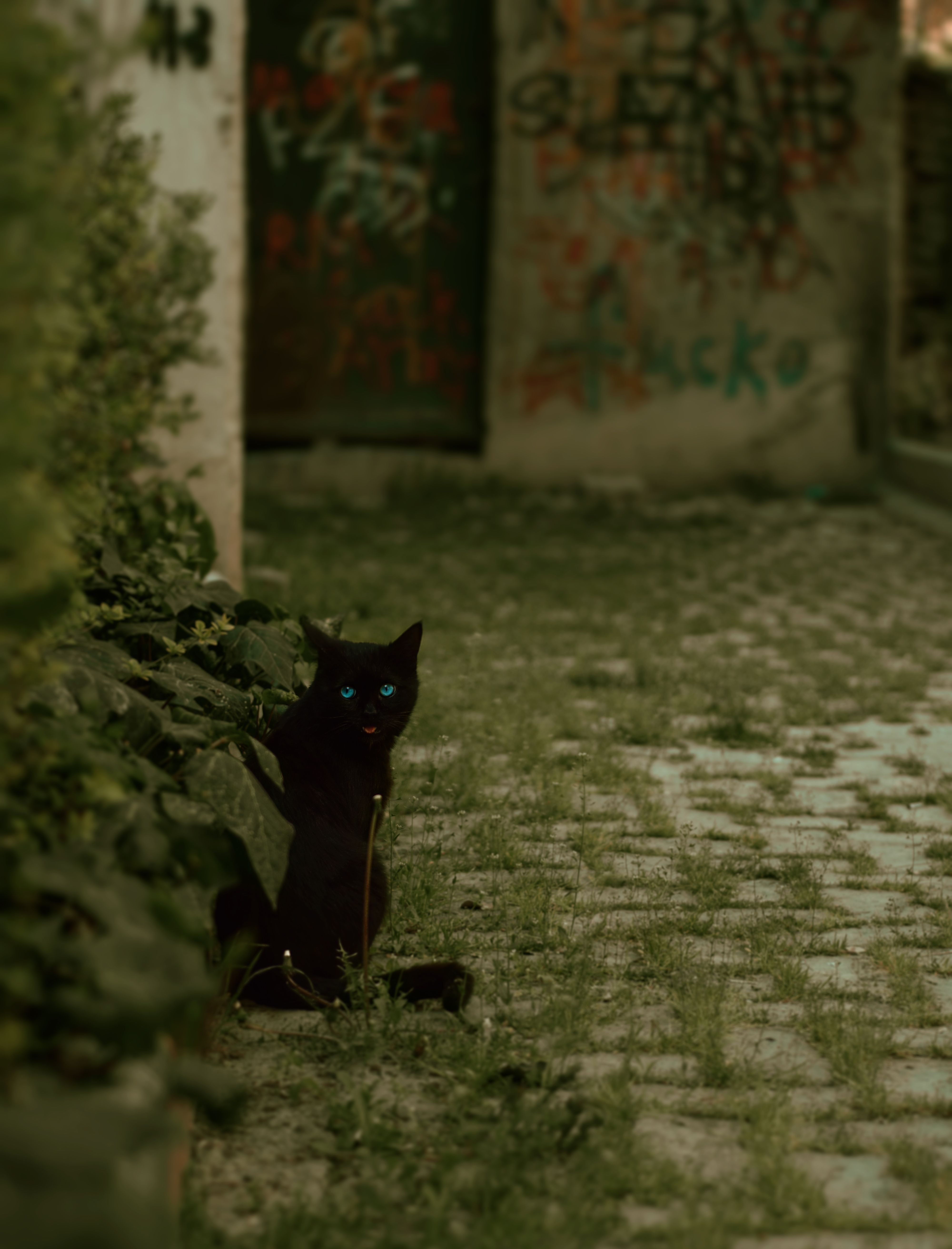 A Black Cat Looking Back · Free Stock Photo