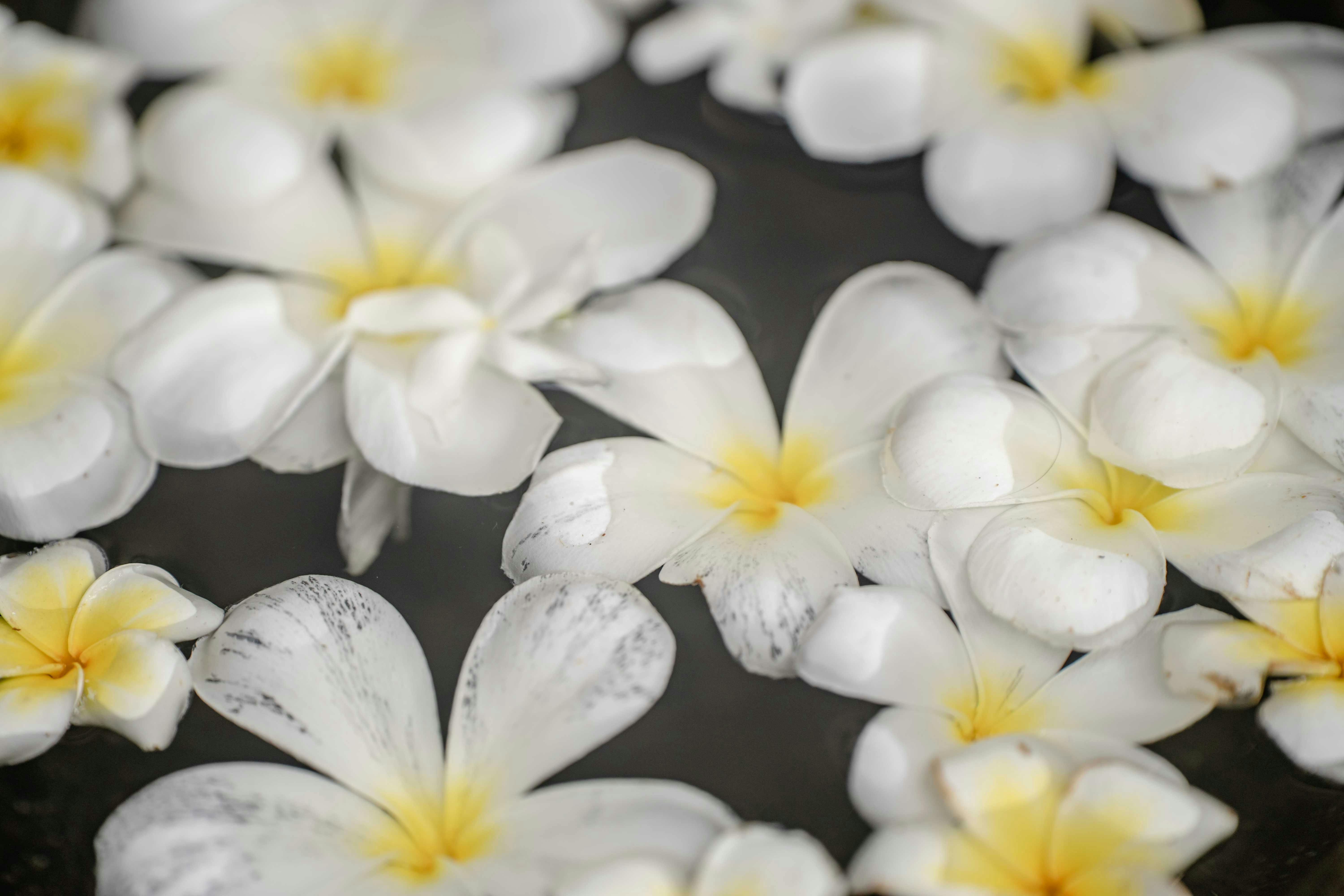 Close-Up Shot of White Flowers on Water · Free Stock Photo