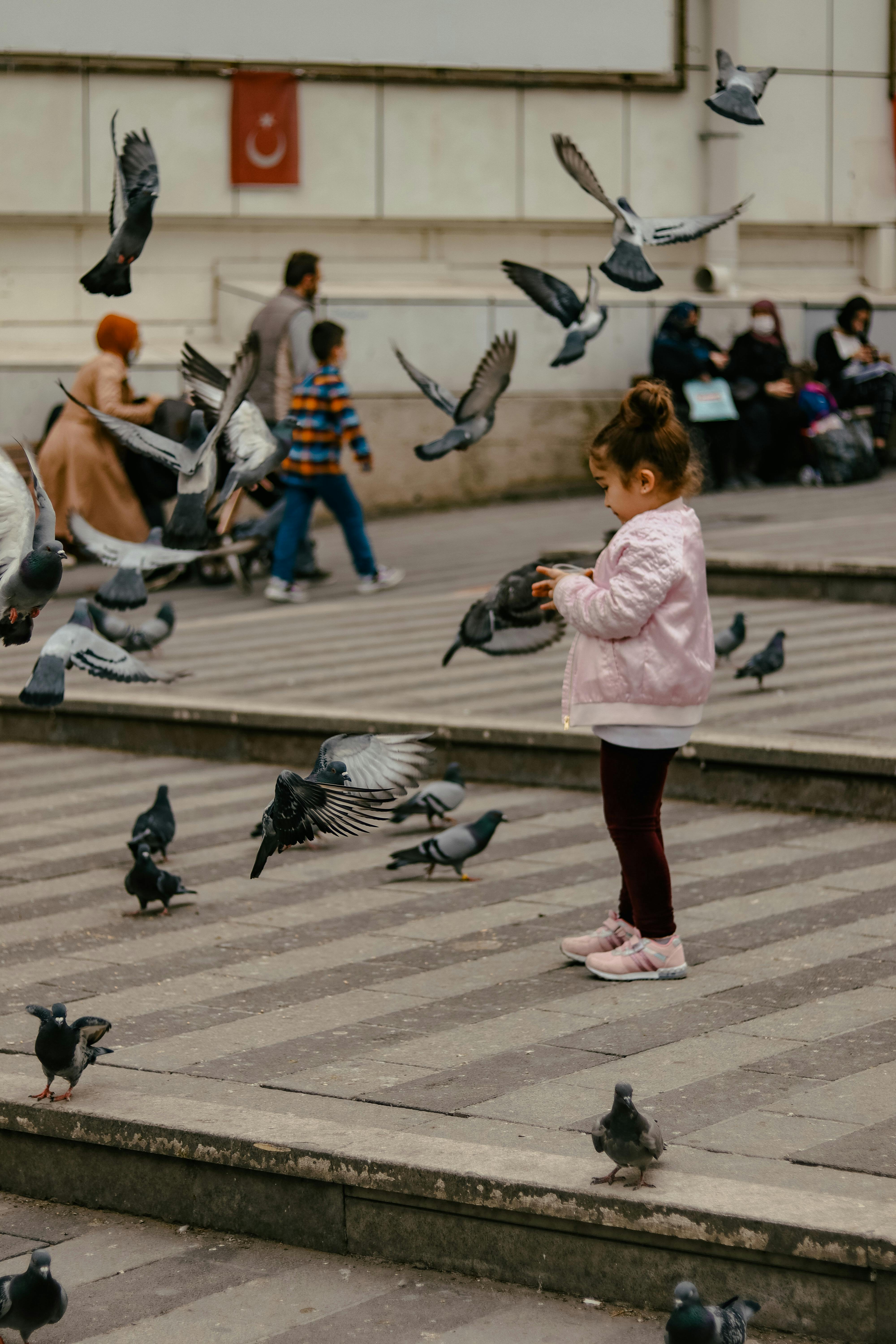 Playing With Pigeon Photos, Download The BEST Free Playing With Pigeon ...