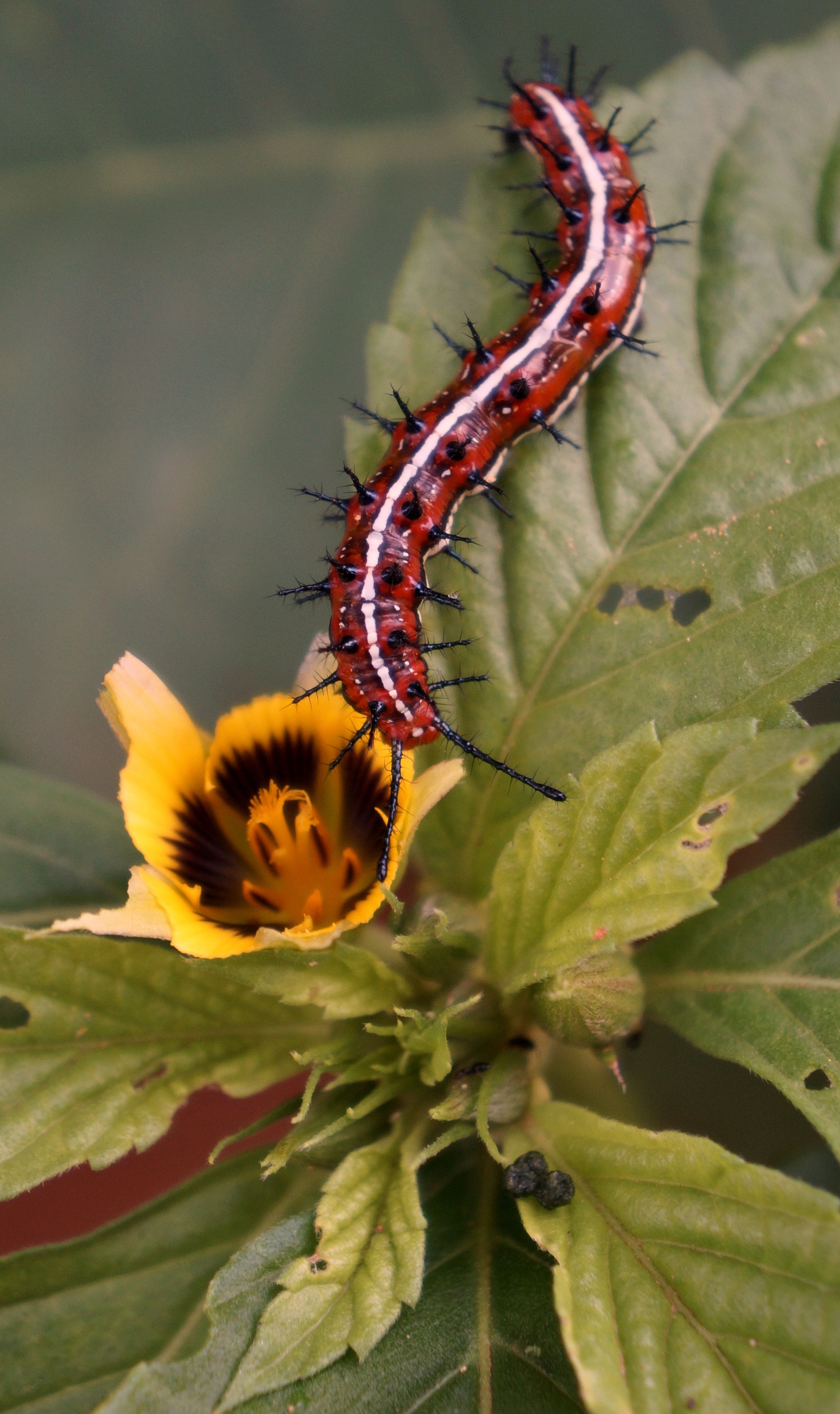Caterpillar Climbing Photos, Download The BEST Free Caterpillar ...