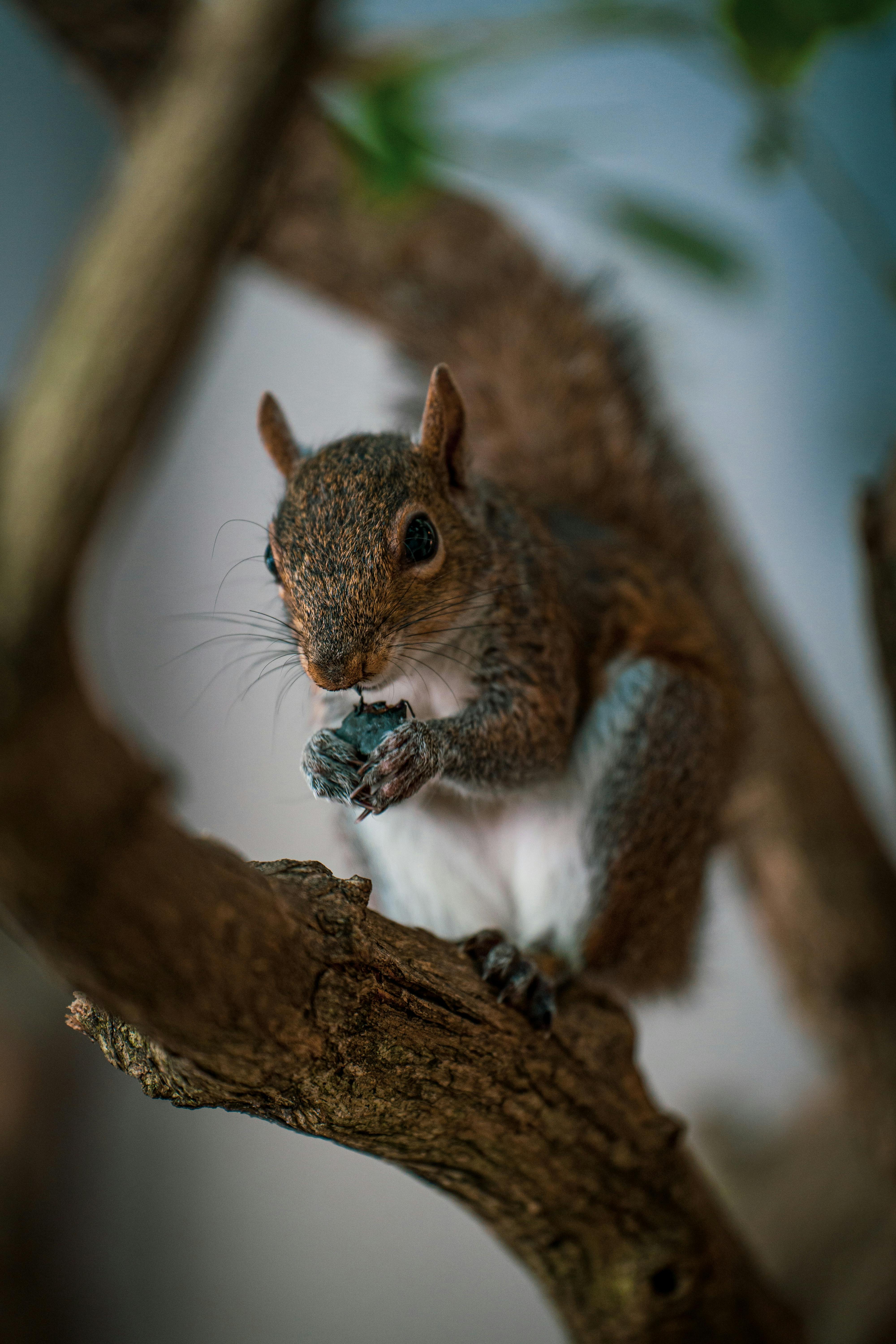 Fox Squirrel on Tree Branch · Free Stock Photo