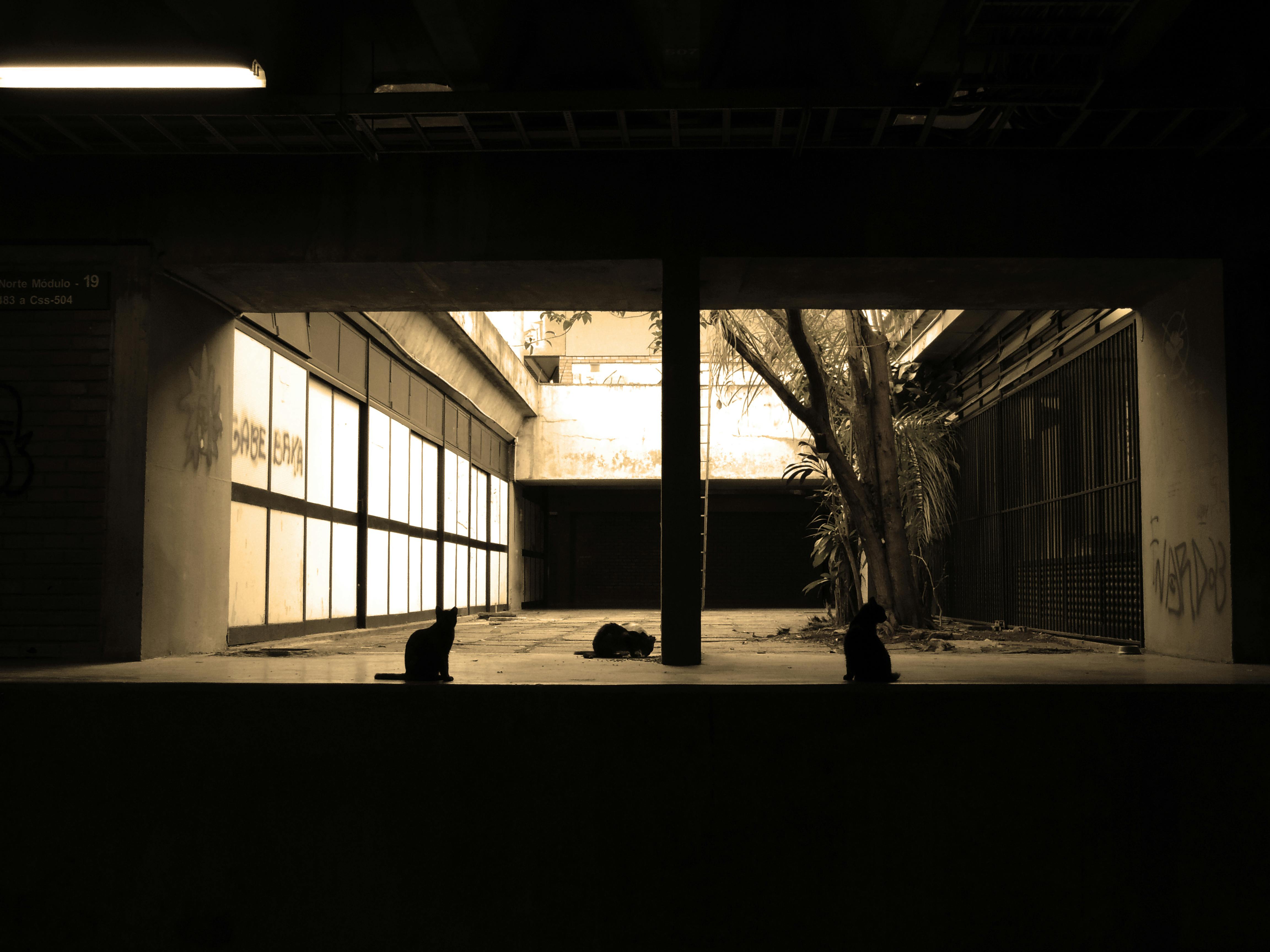 Cats And Fish Photos, Download Free Cats And Fish Stock Photos & HD Images