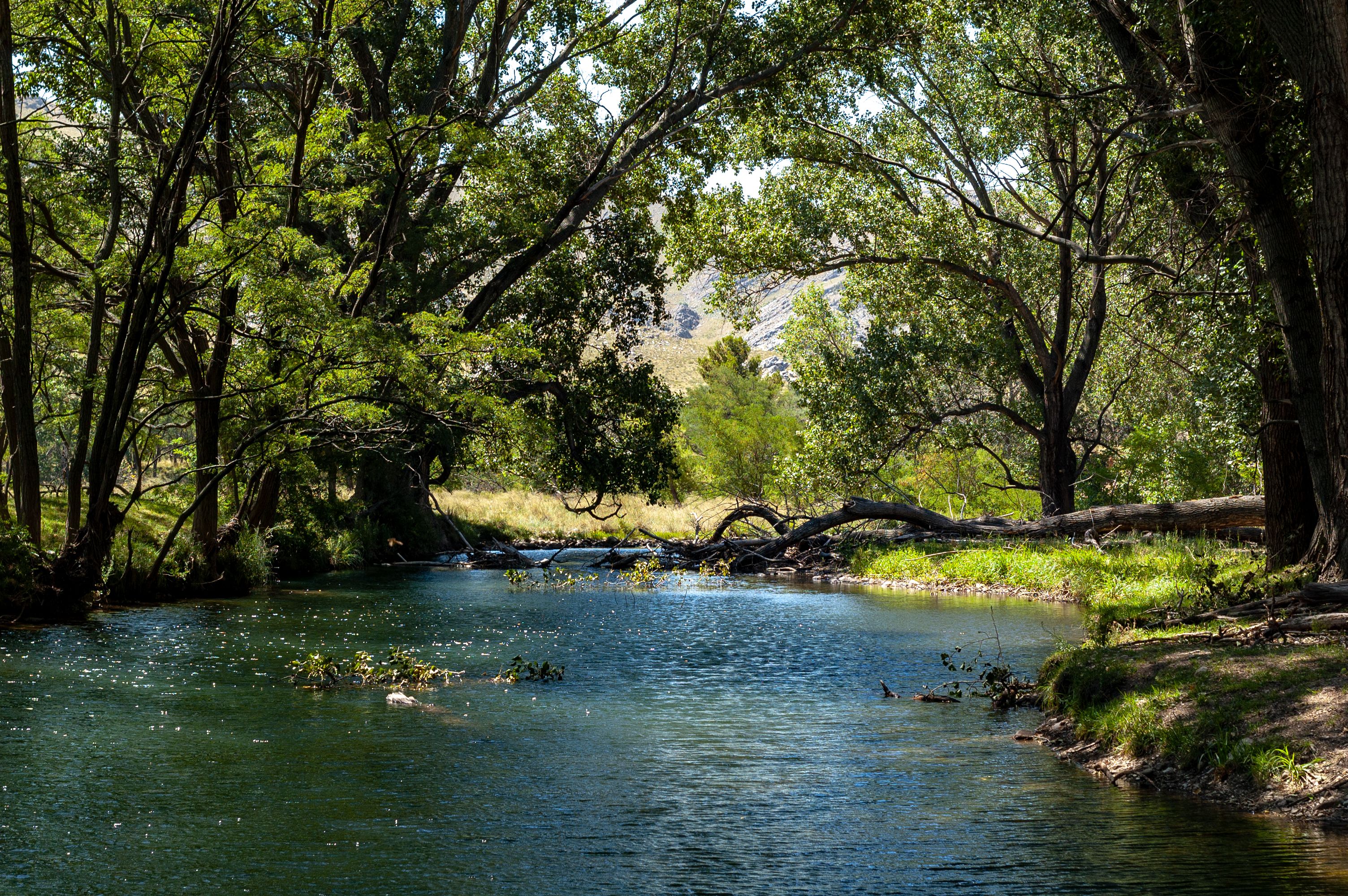 Green Trees Between the River · Free Stock Photo