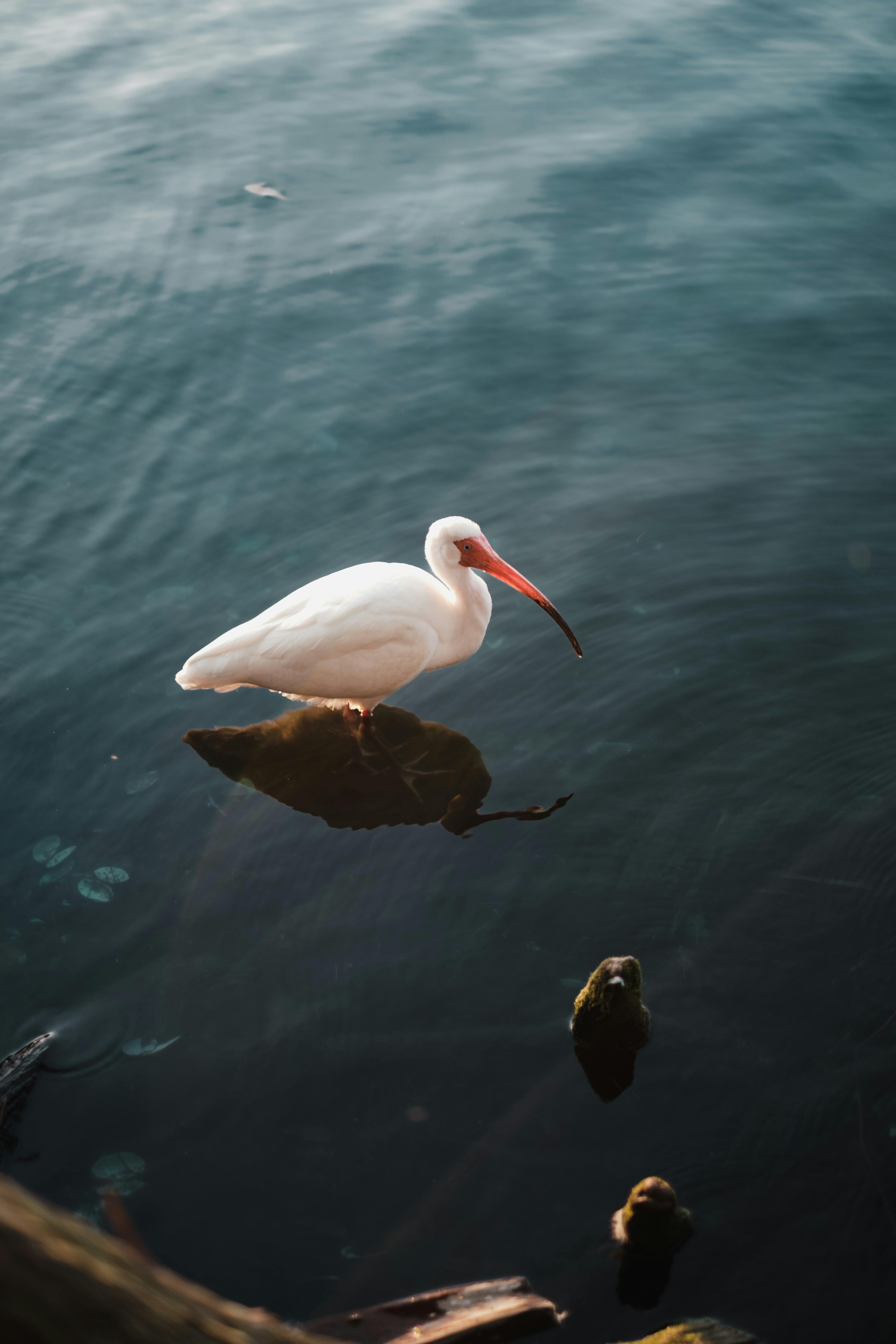 White Ibis Floating on the Water · Free Stock Photo