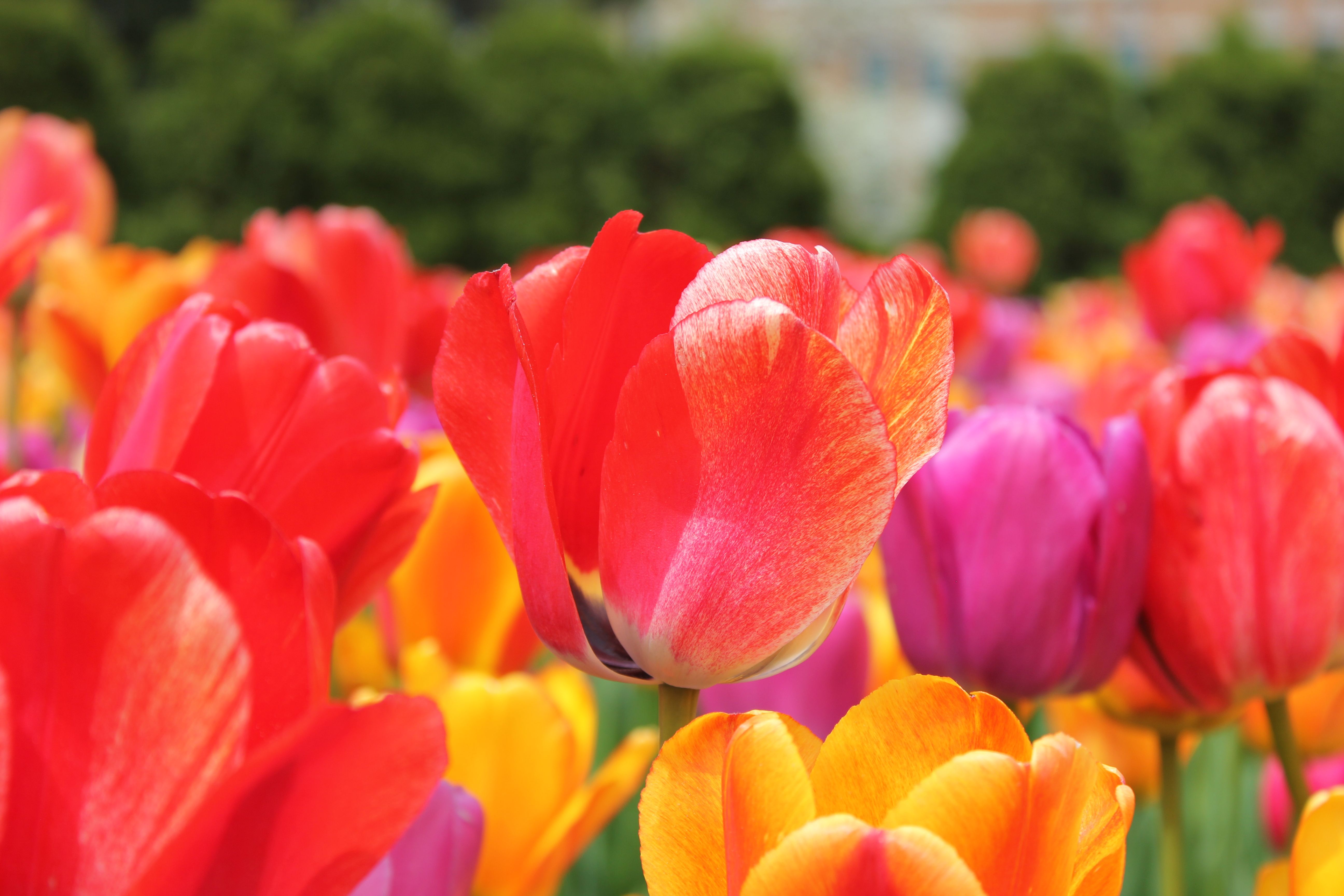 40,000+ Best Gardens Photos · 100% Free Download · Pexels Stock Photos