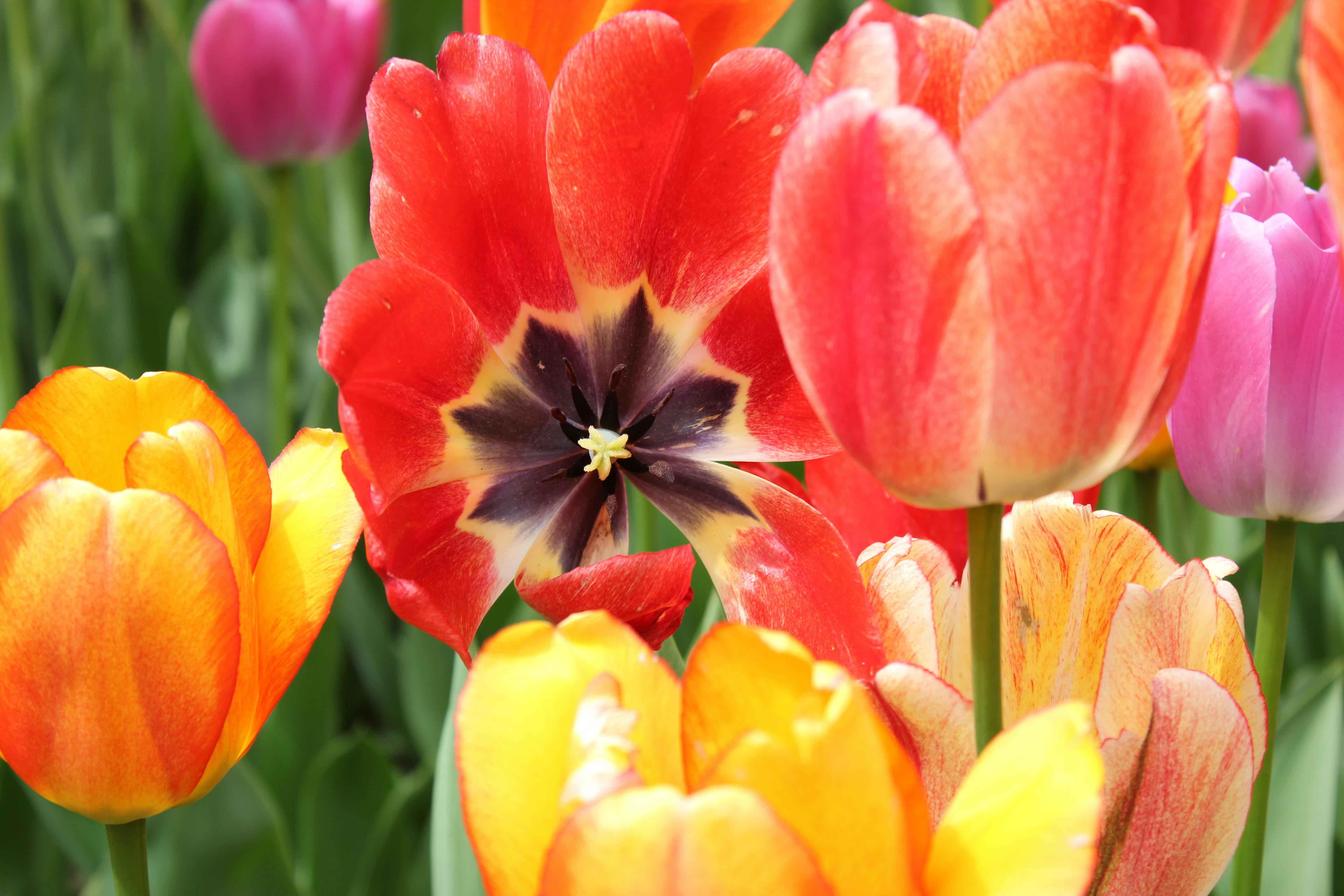 Colorful Flowers in Close-up Shot · Free Stock Photo