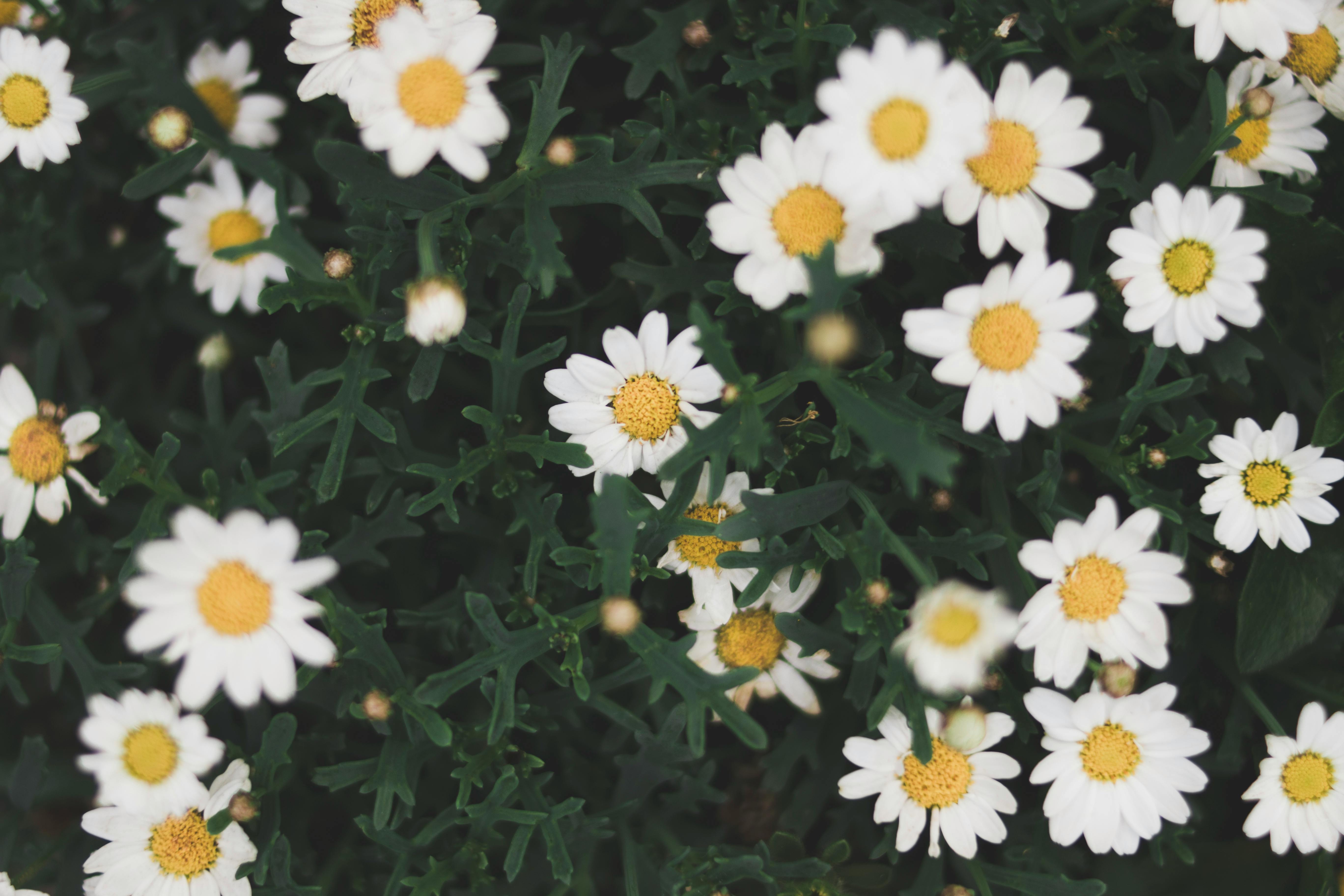 Simple Flowers Wallpaper Photos, Download The BEST Free Simple Flowers ...