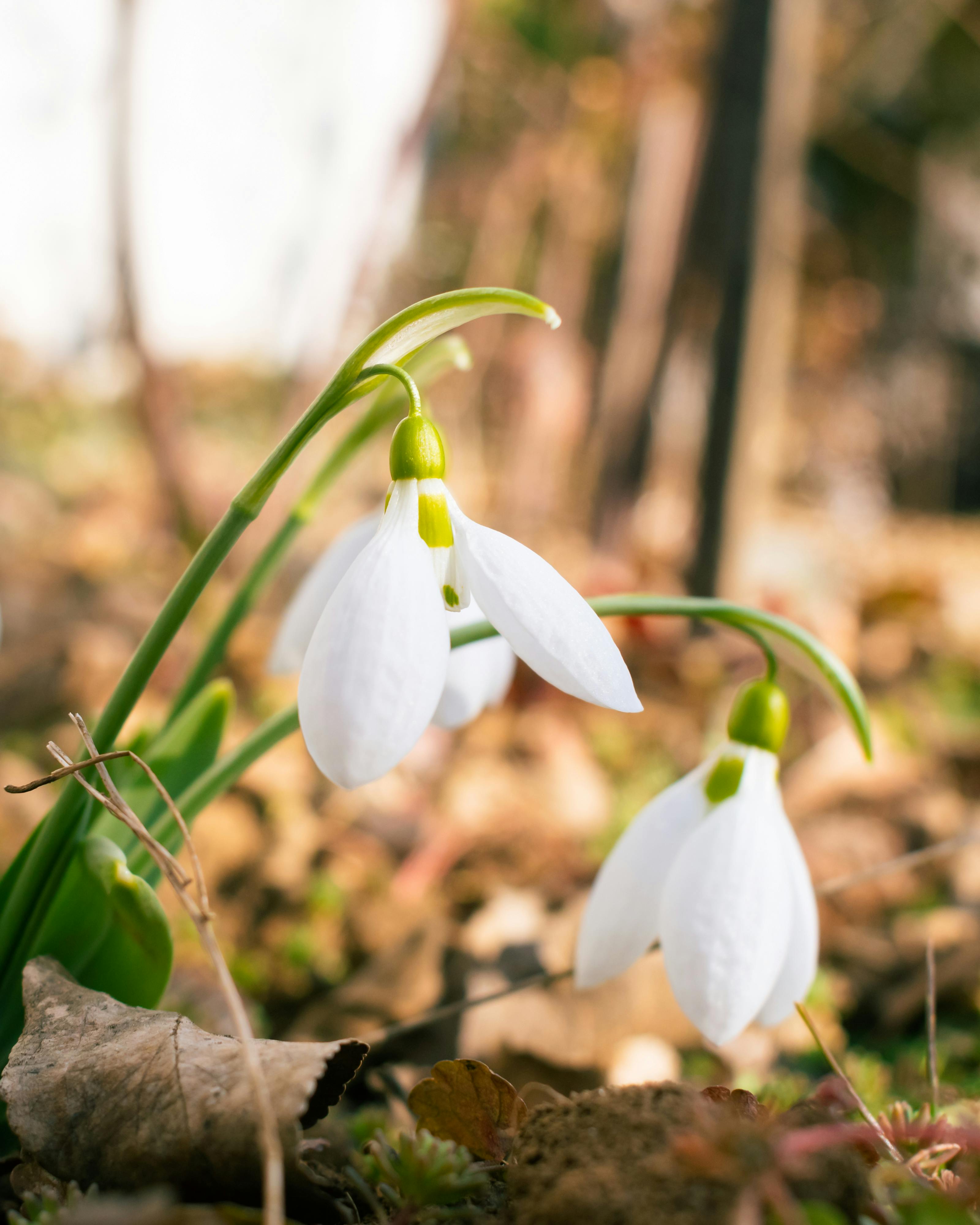 White Snowdrop Flower · Free Stock Photo