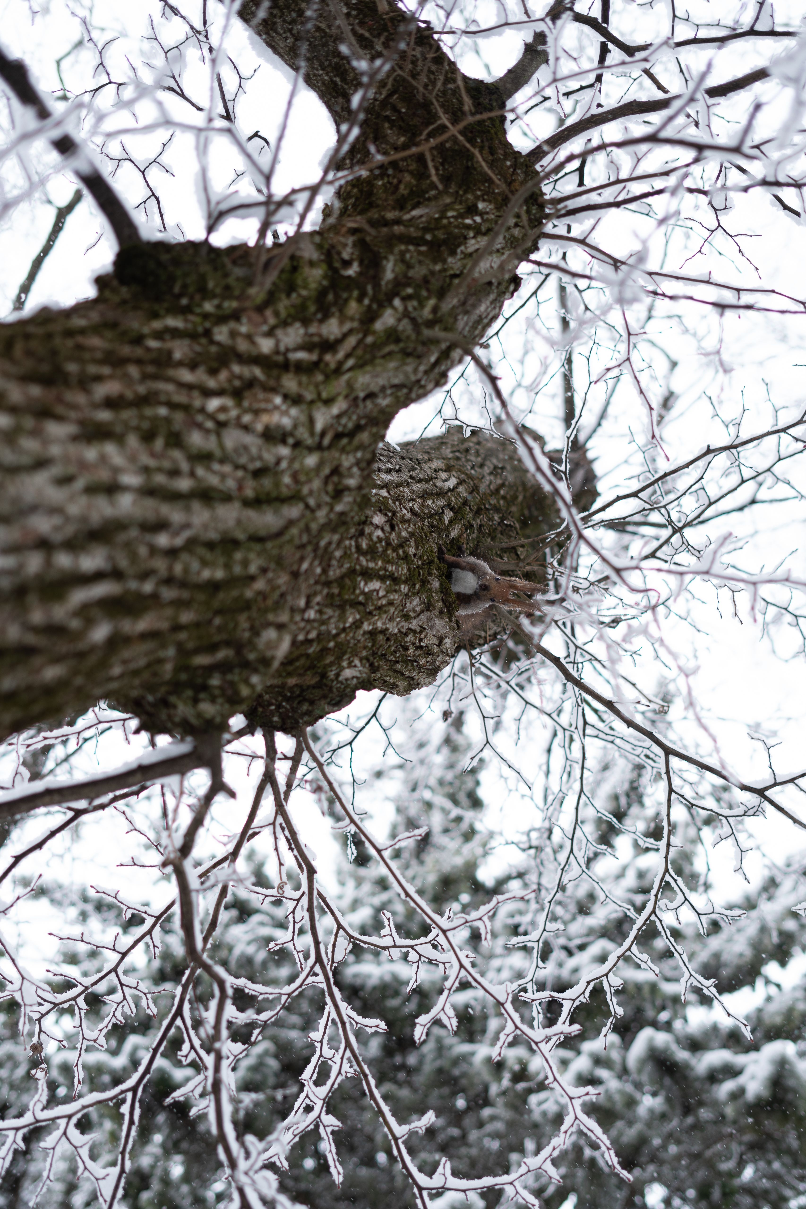 200,699+ Best Free Winter tree Stock Photos & Images · 100% Royalty ...