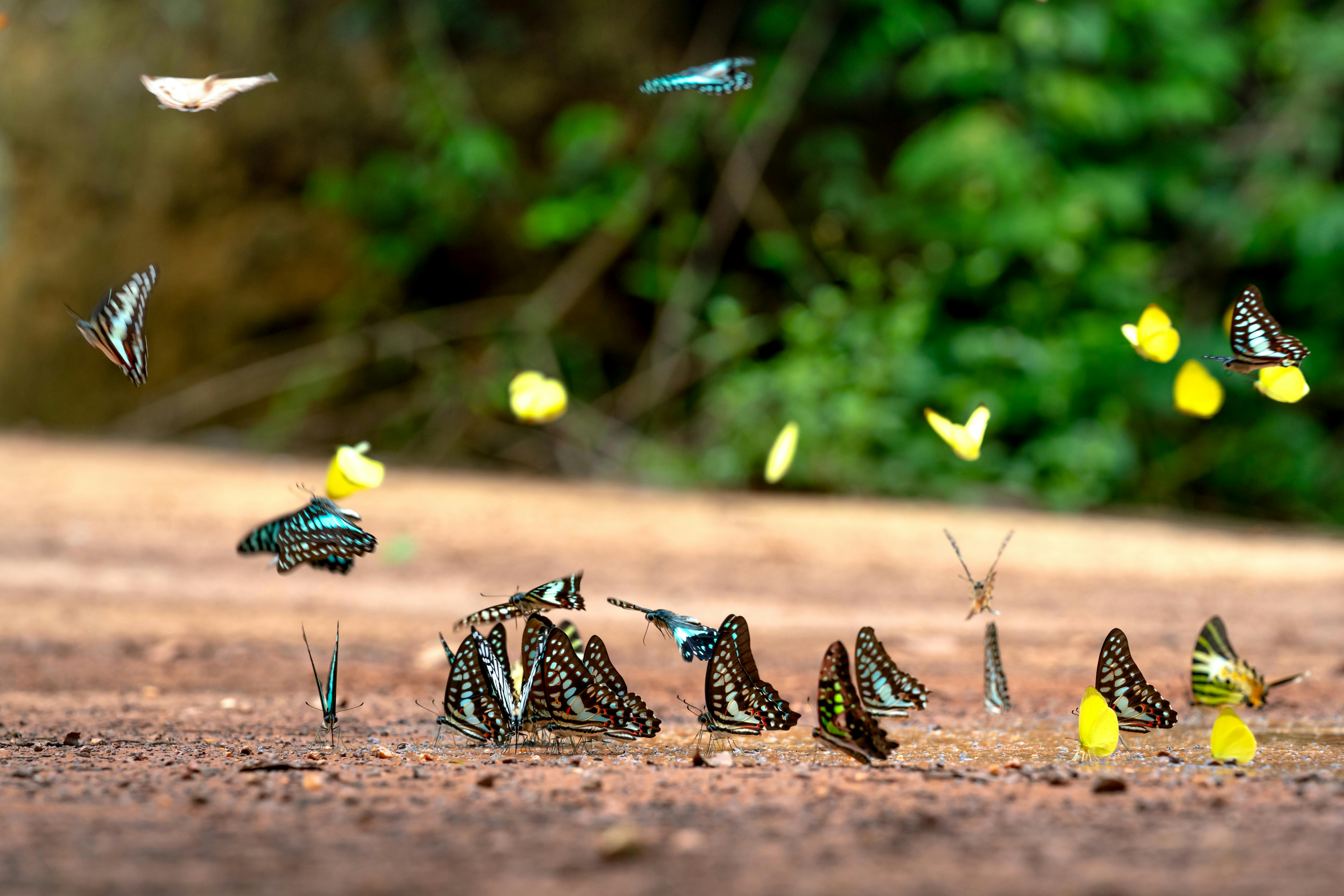 Butterflies Flying Photos, Download The BEST Free Butterflies Flying ...