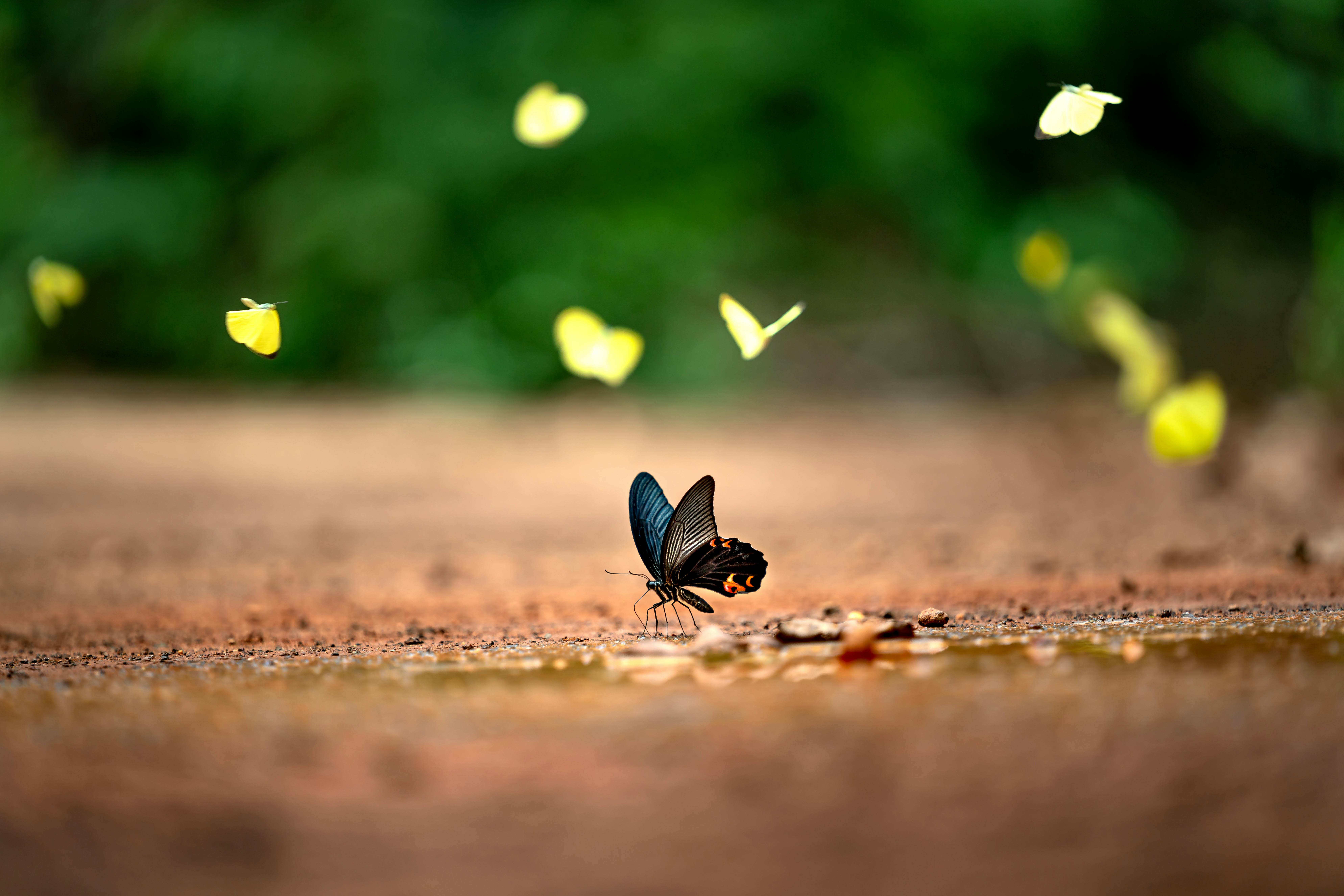 Butterfly Coming out of its Cocoon · Free Stock Photo
