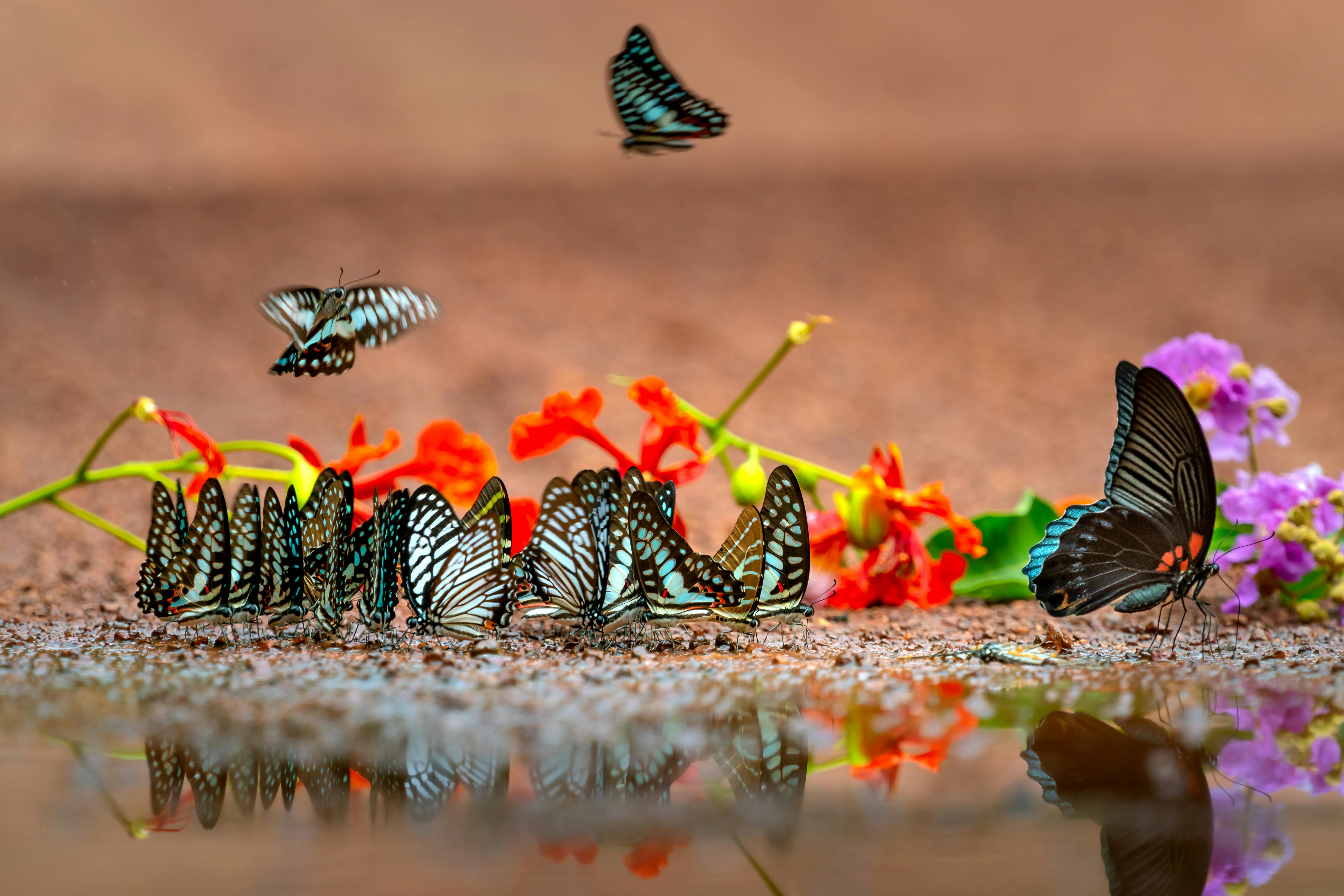 Butterfly Community Photos, Download The BEST Free Butterfly Community ...