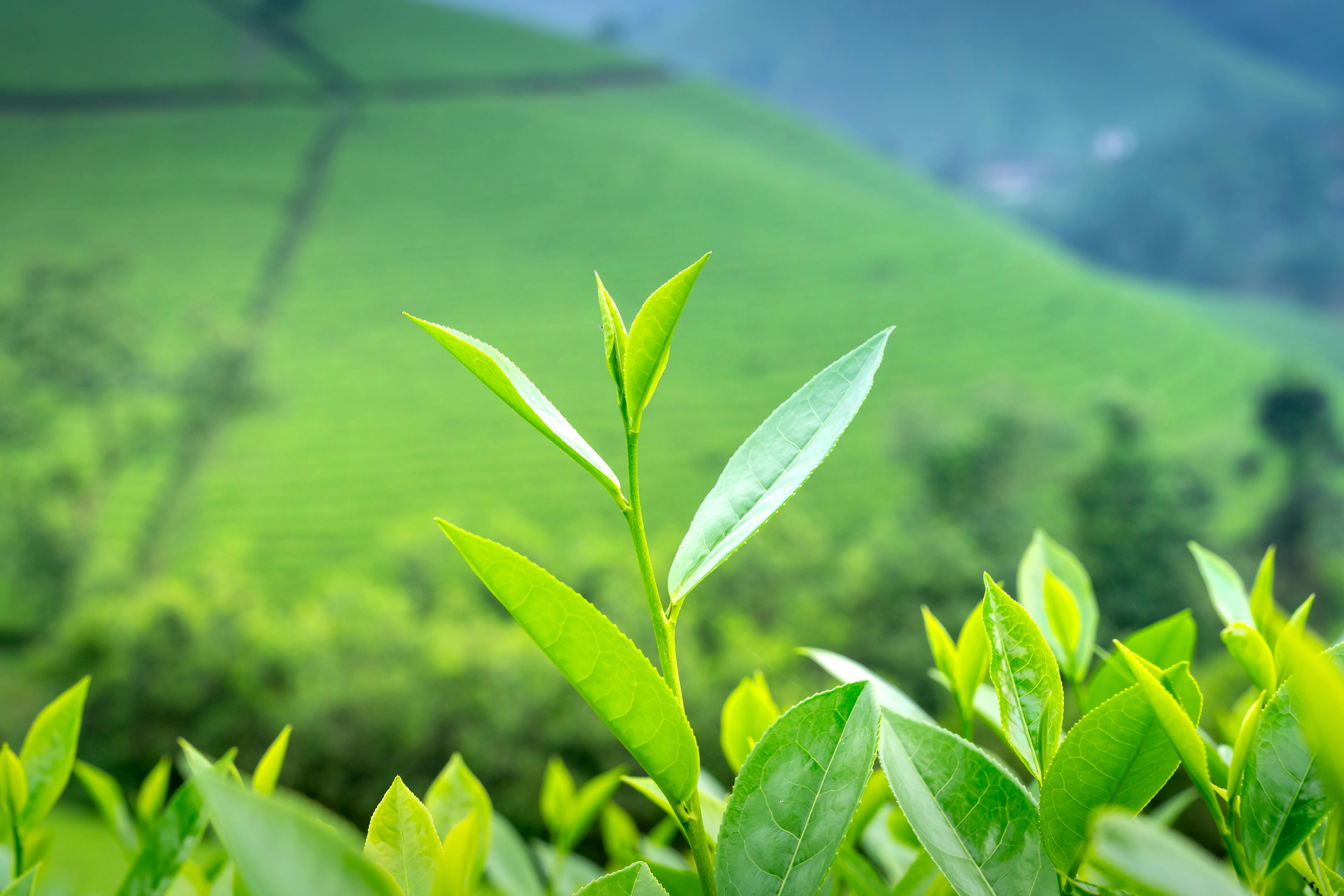 Green Tea Leaves Growing on Plantation · Free Stock Photo