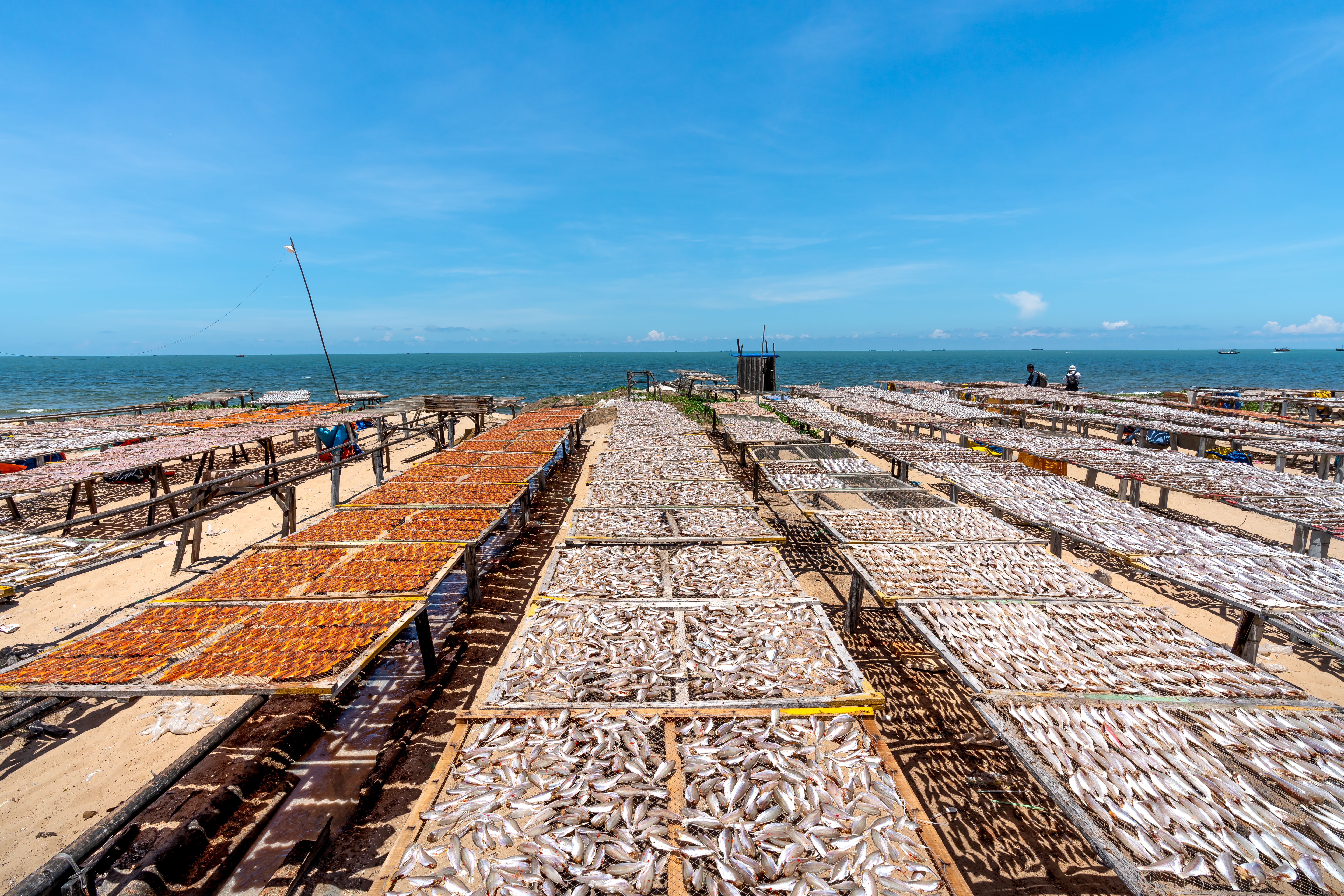 Fish Drying on a Beach · Free Stock Photo